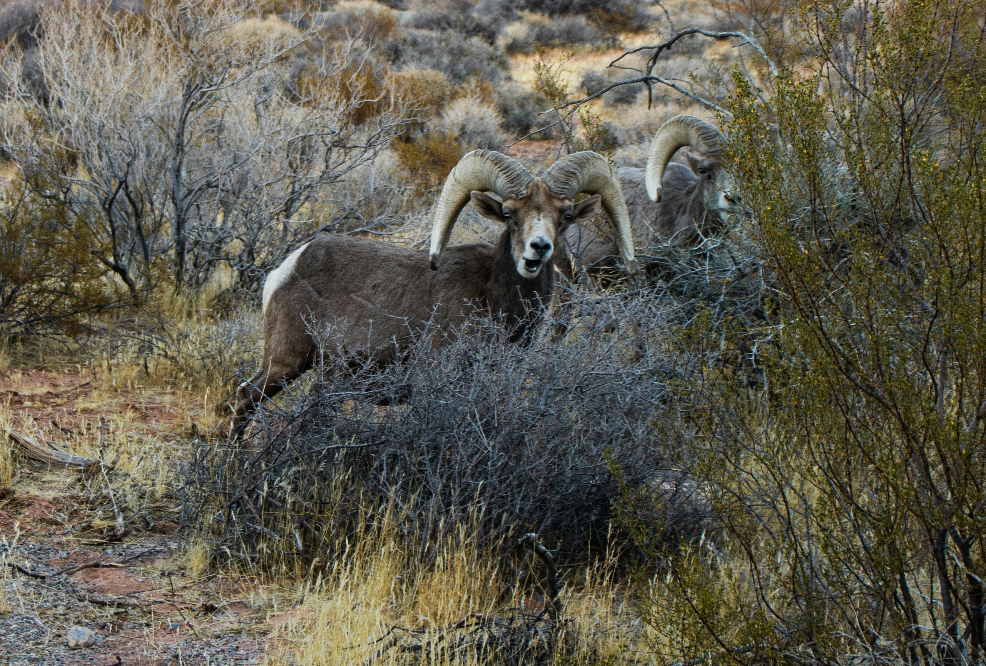 Two bighorn sheep with impressive curved horns stand among dense desert bushes.