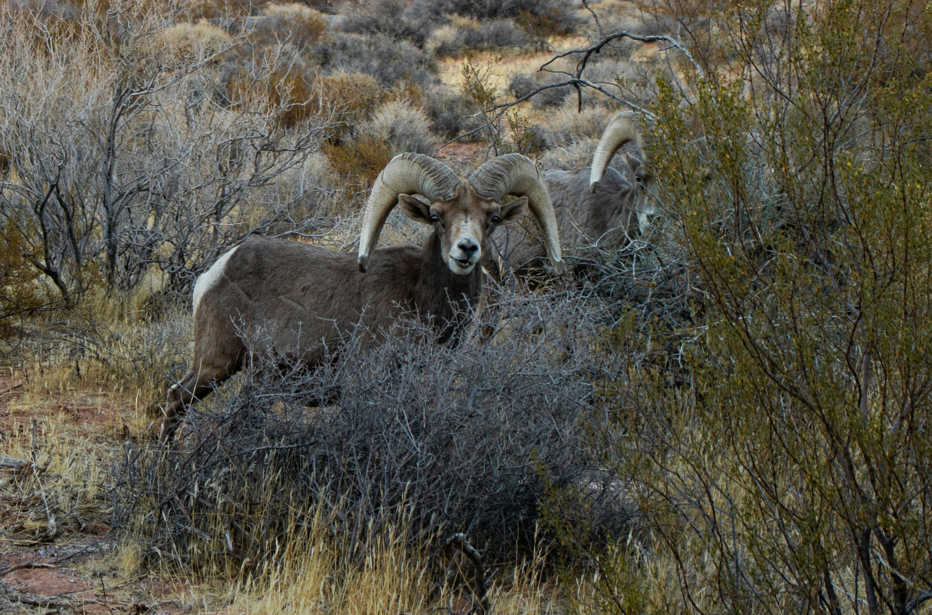 Two bighorn sheep blend seamlessly into the desert foliage.