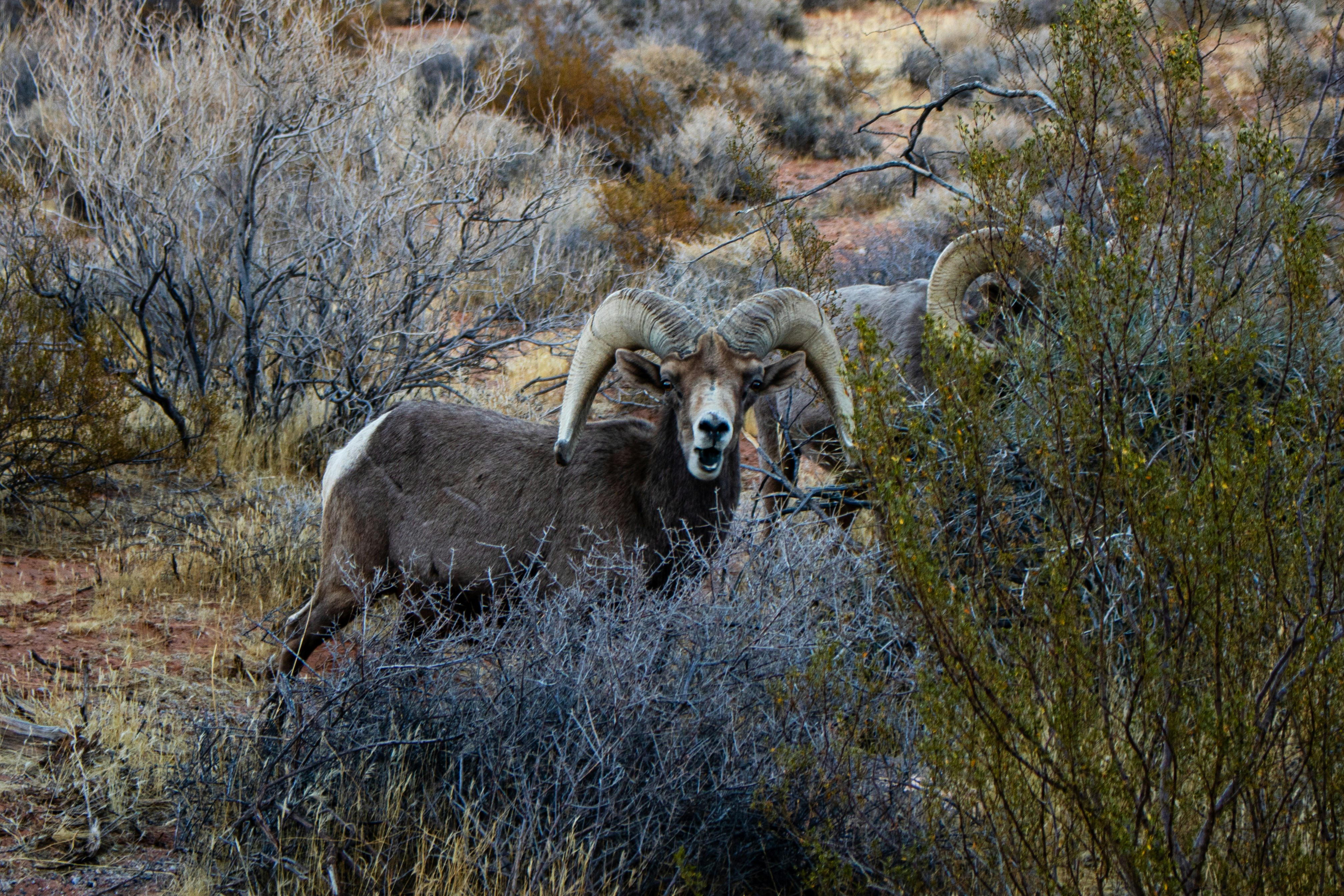 Bighorn sheep camouflaged among desert shrubs and dry grasses.