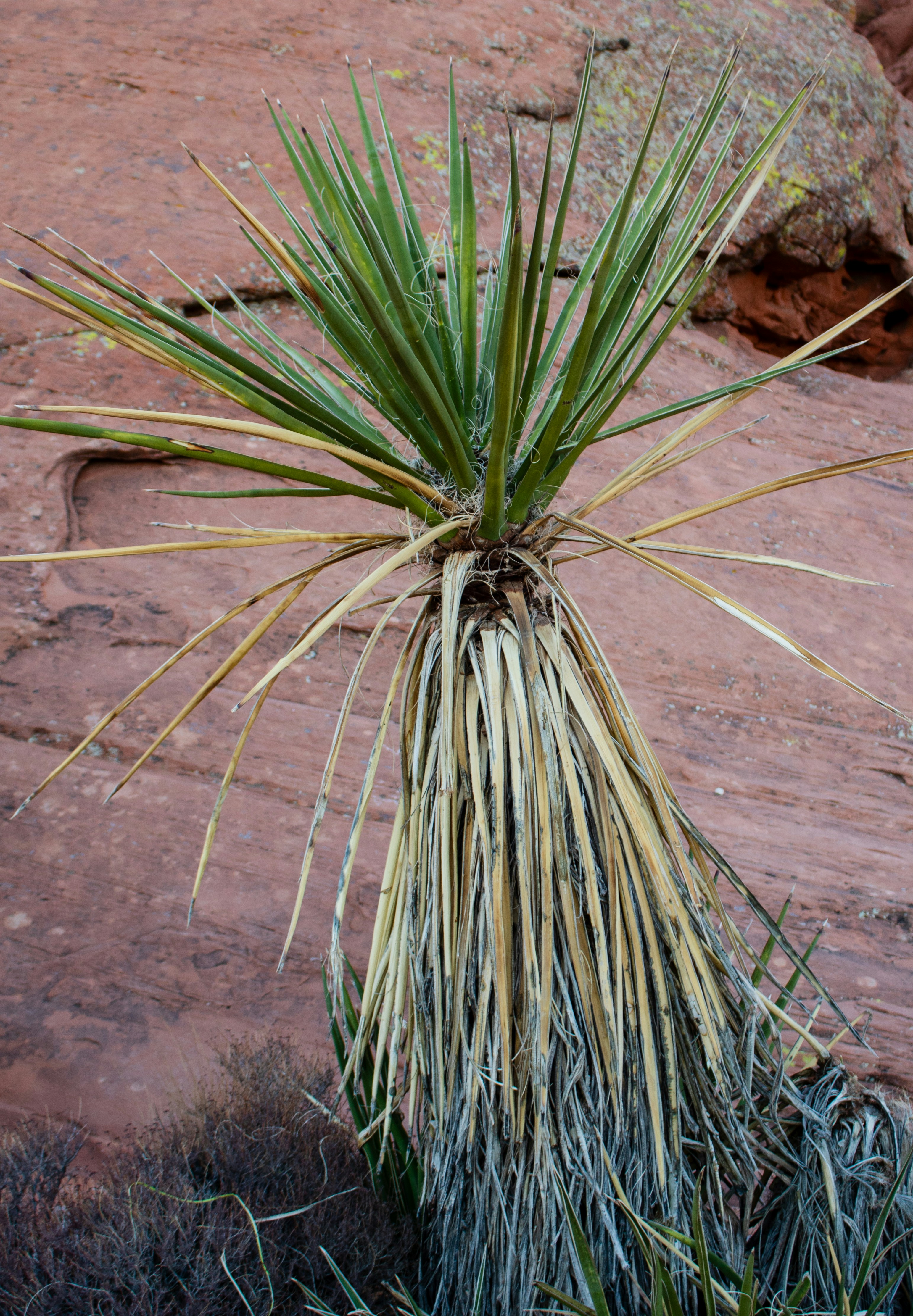 The Mojave yucca (Yucca schidigera) is a hardy, slow-growing desert plant native to the Mojave and Sonoran Deserts of the southwestern United States and Mexico. Recognizable by its rigid, sword-like leaves and tall flowering stalks, it thrives in rocky, arid environments. The plant plays a crucial ecological role, providing shelter and food for desert wildlife. Historically, indigenous peoples used its fibers for weaving and roots for soap-making. With a lifespan of hundreds of years, this resilient species symbolizes the adaptability of desert flora.