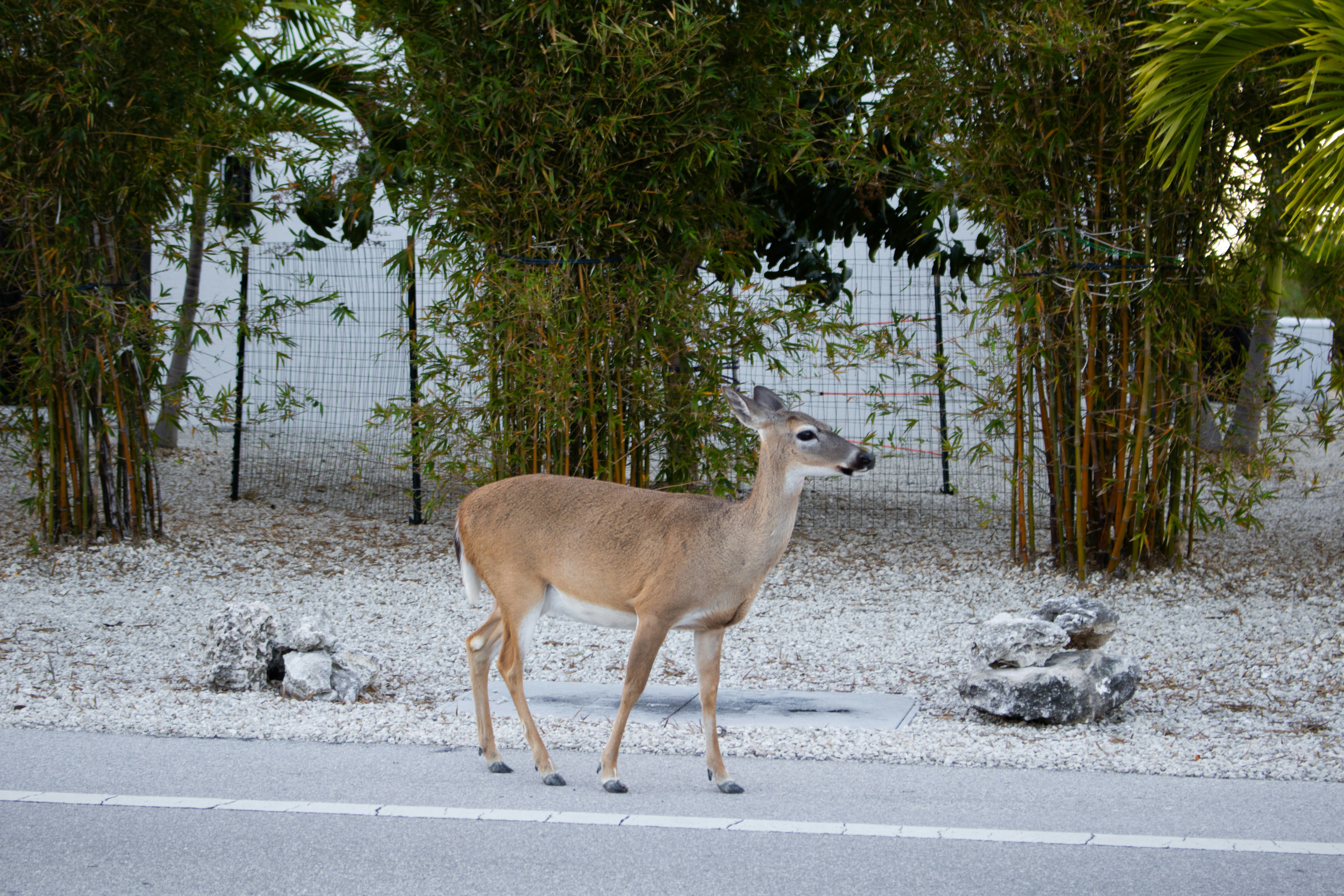 Roadside Visitor: A Sand-Toned Deer Pauses Along a Quiet Tropical Road