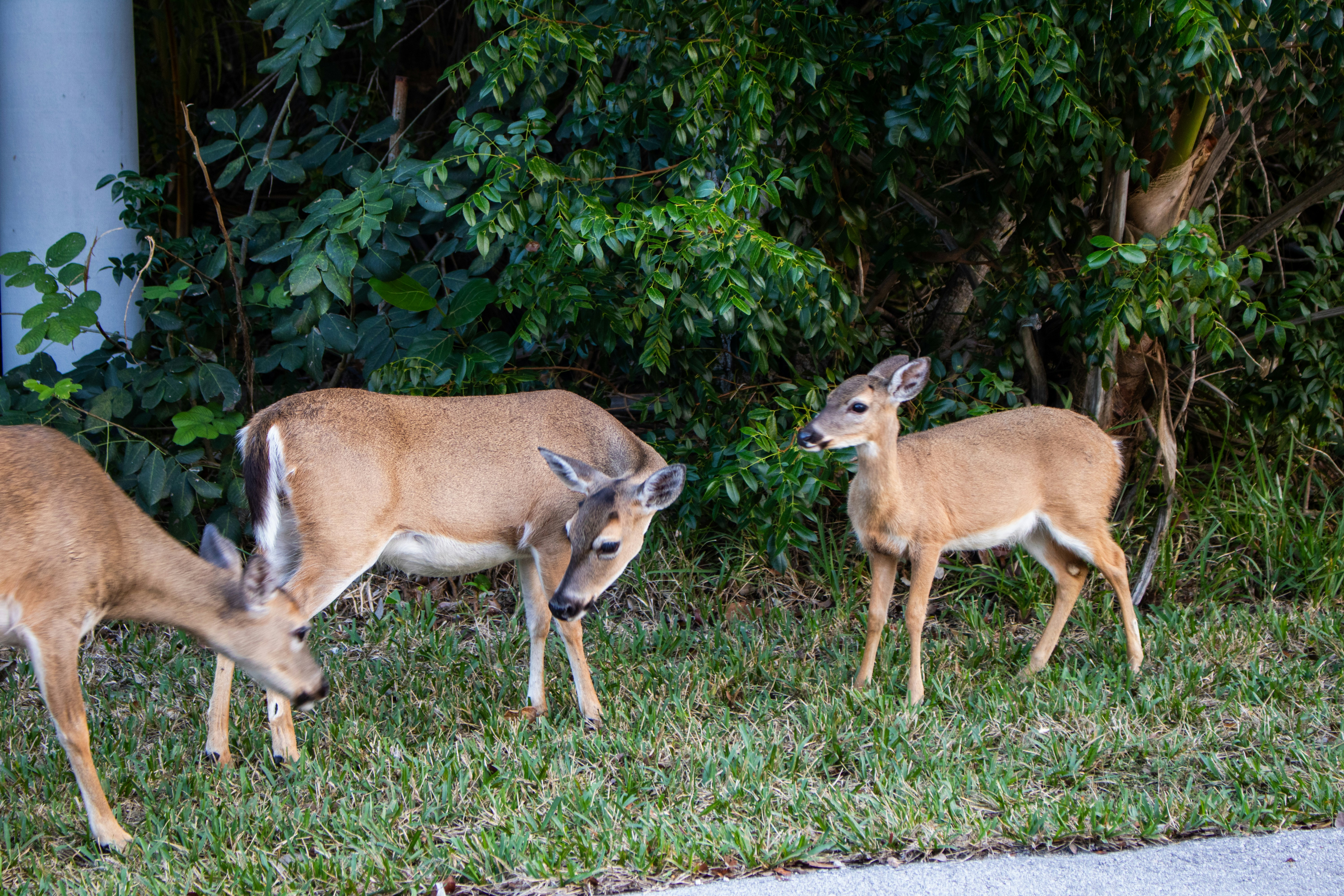 Hedgebound Grazers: Three White-Tailed Deer at a Suburban Verge