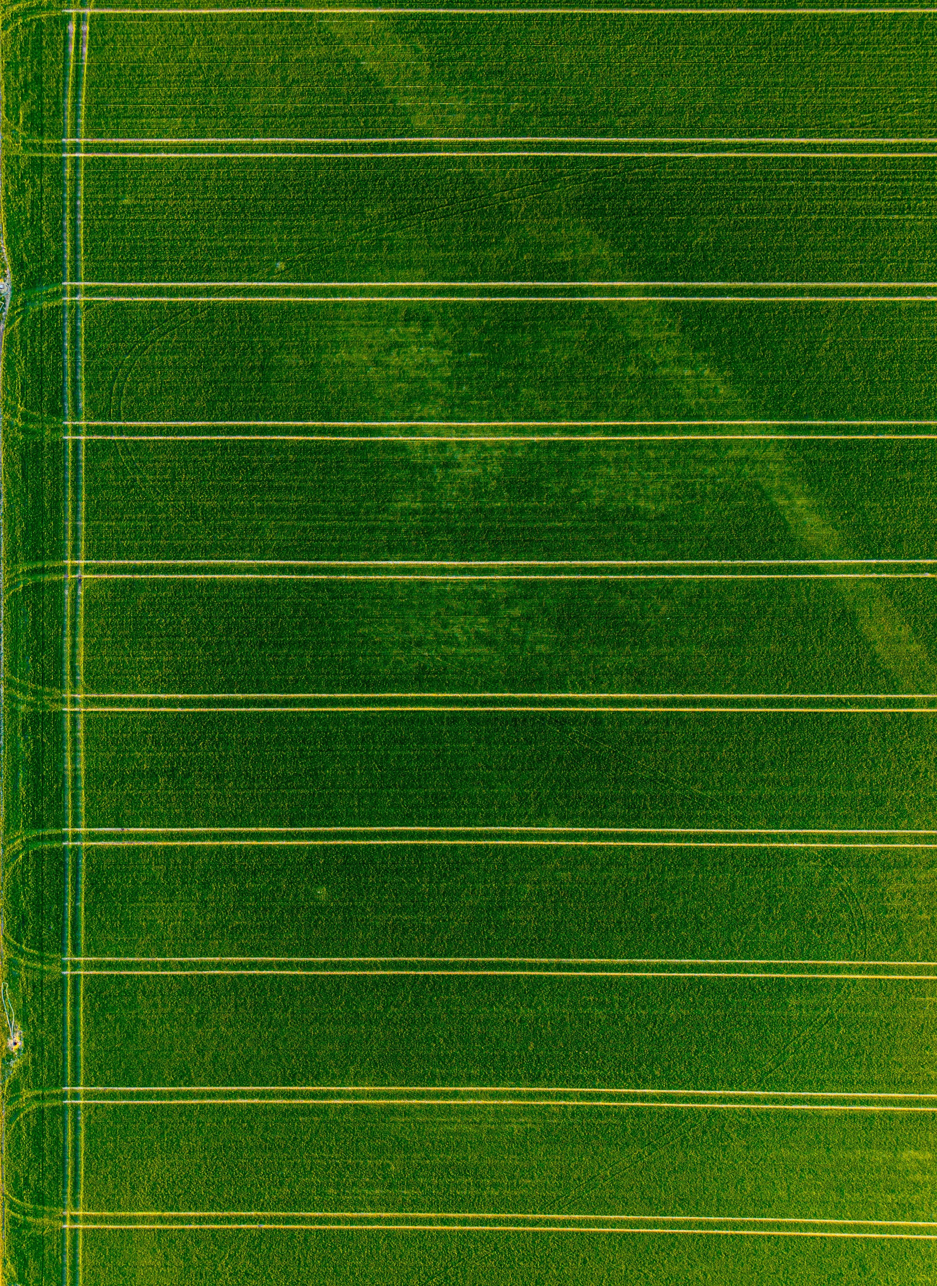 Green field with parallel rows seen from above. photo – Free Green ...