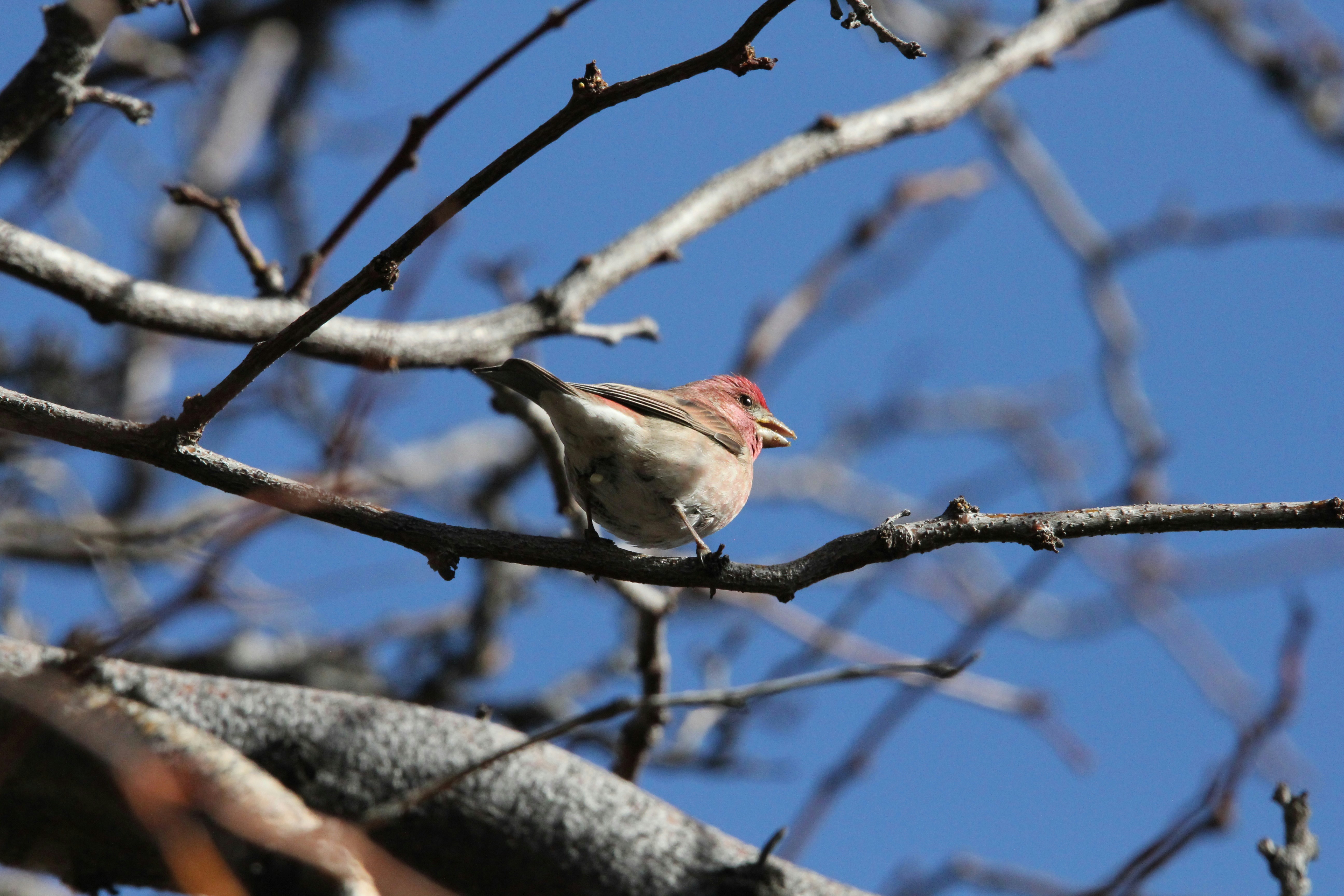 Pink-headed Songbird Perched on a Bare Twig Against a Vivid Blue Sky