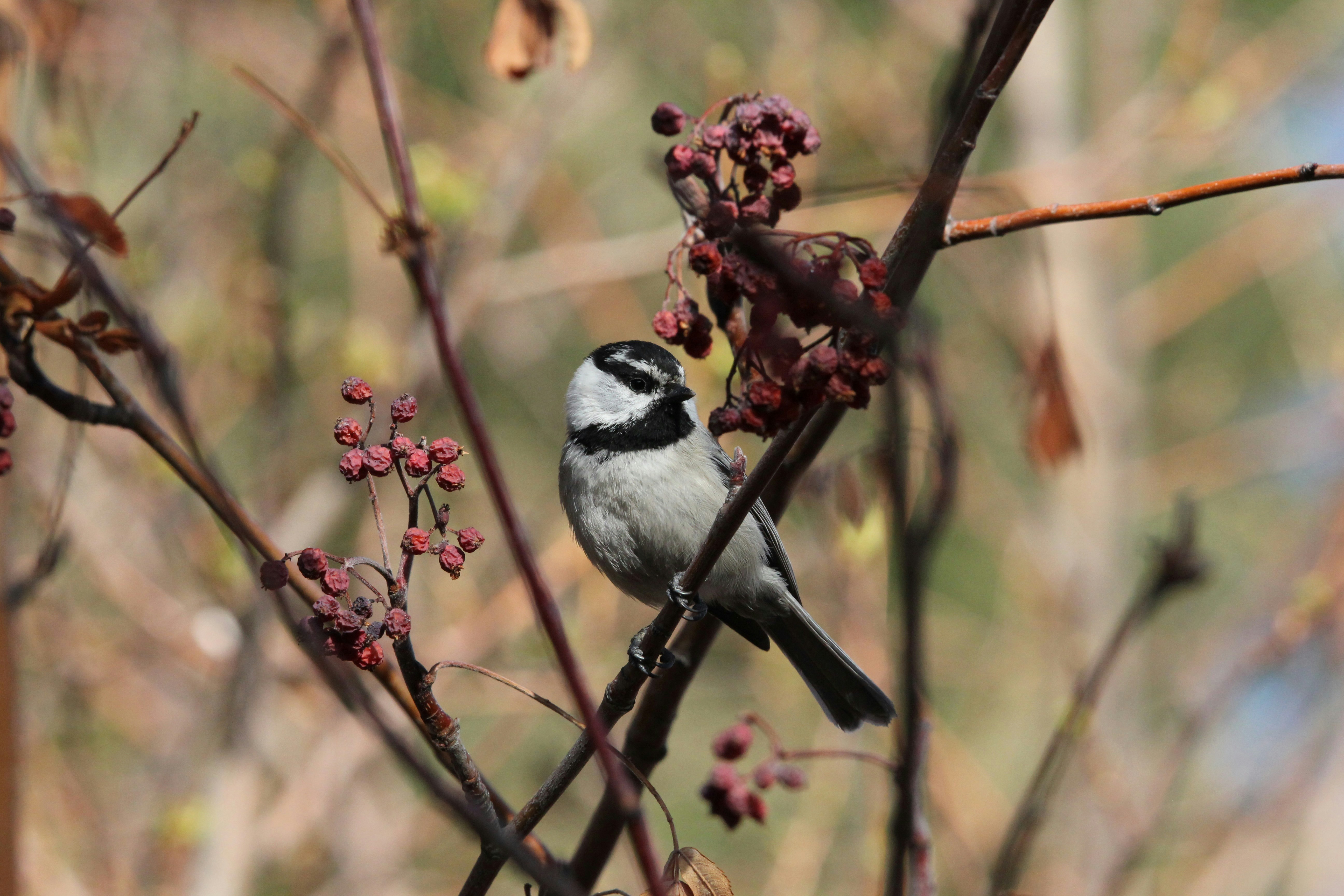 Mountain chickadee perched on a branch surrounded by dried berries and autumn foliage.
