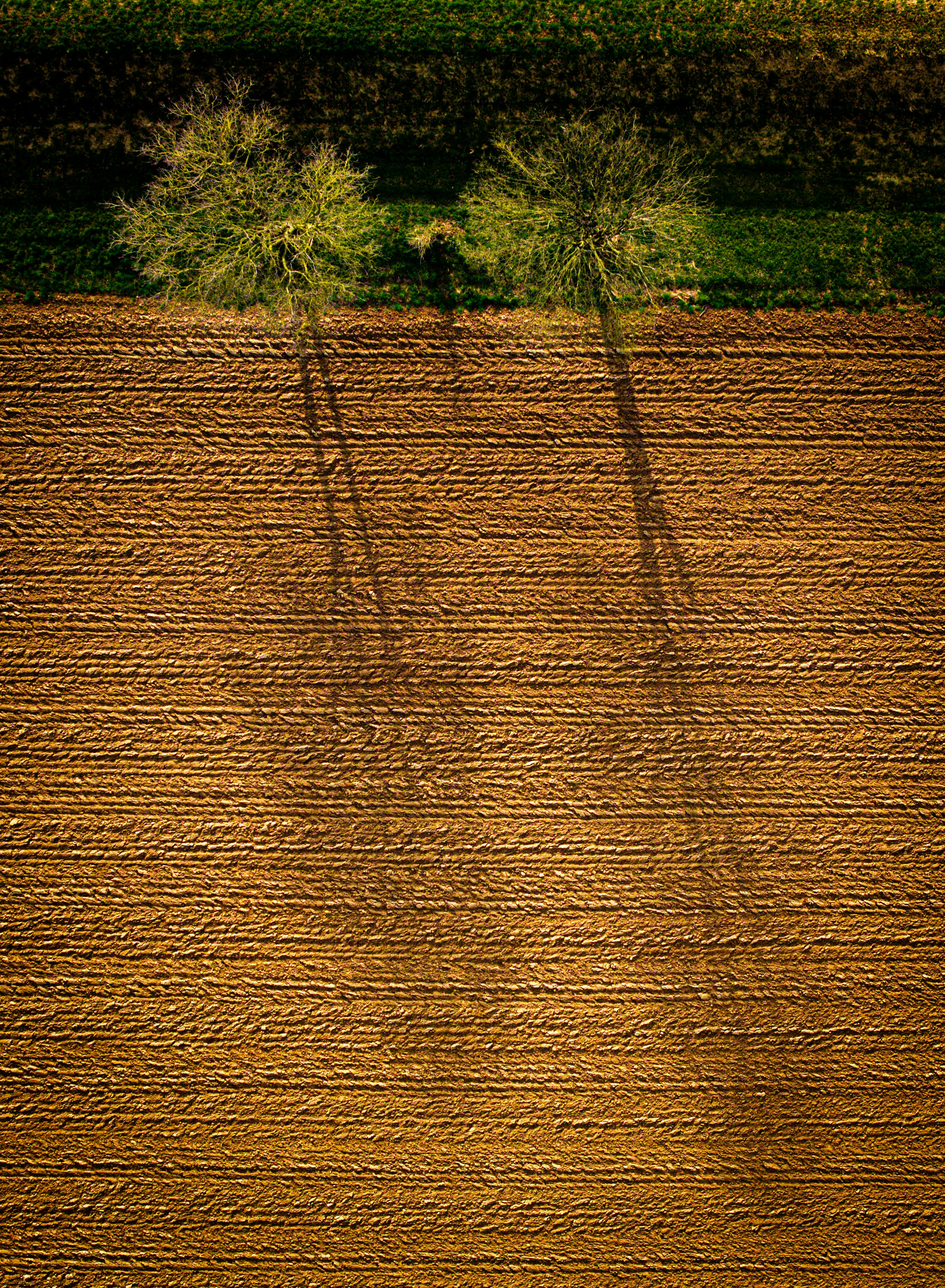 Trees cast long shadows across a plowed field. photo – Free Texture ...