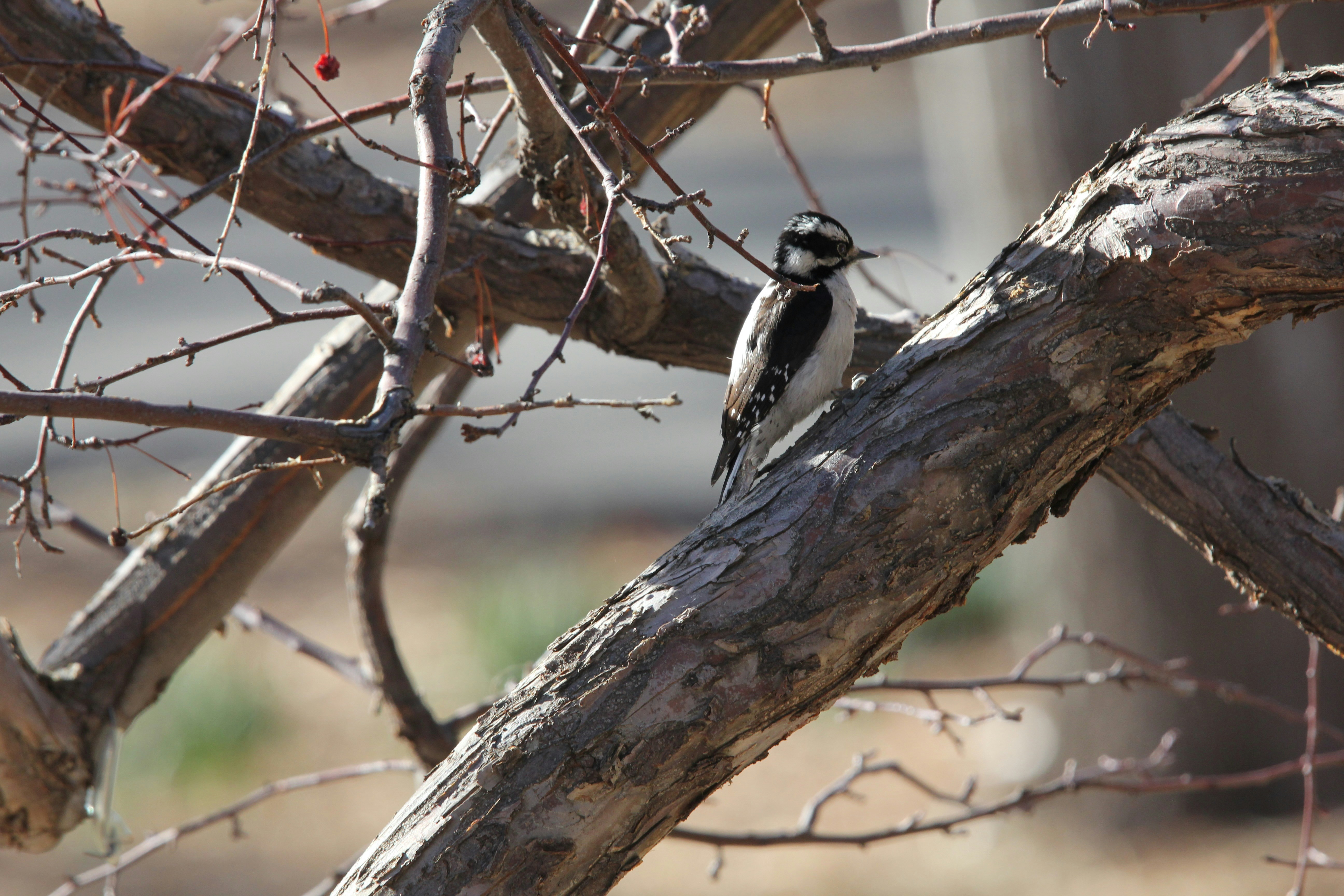 Perched On Gnarled Branches, A Small Bird Keeps Watch