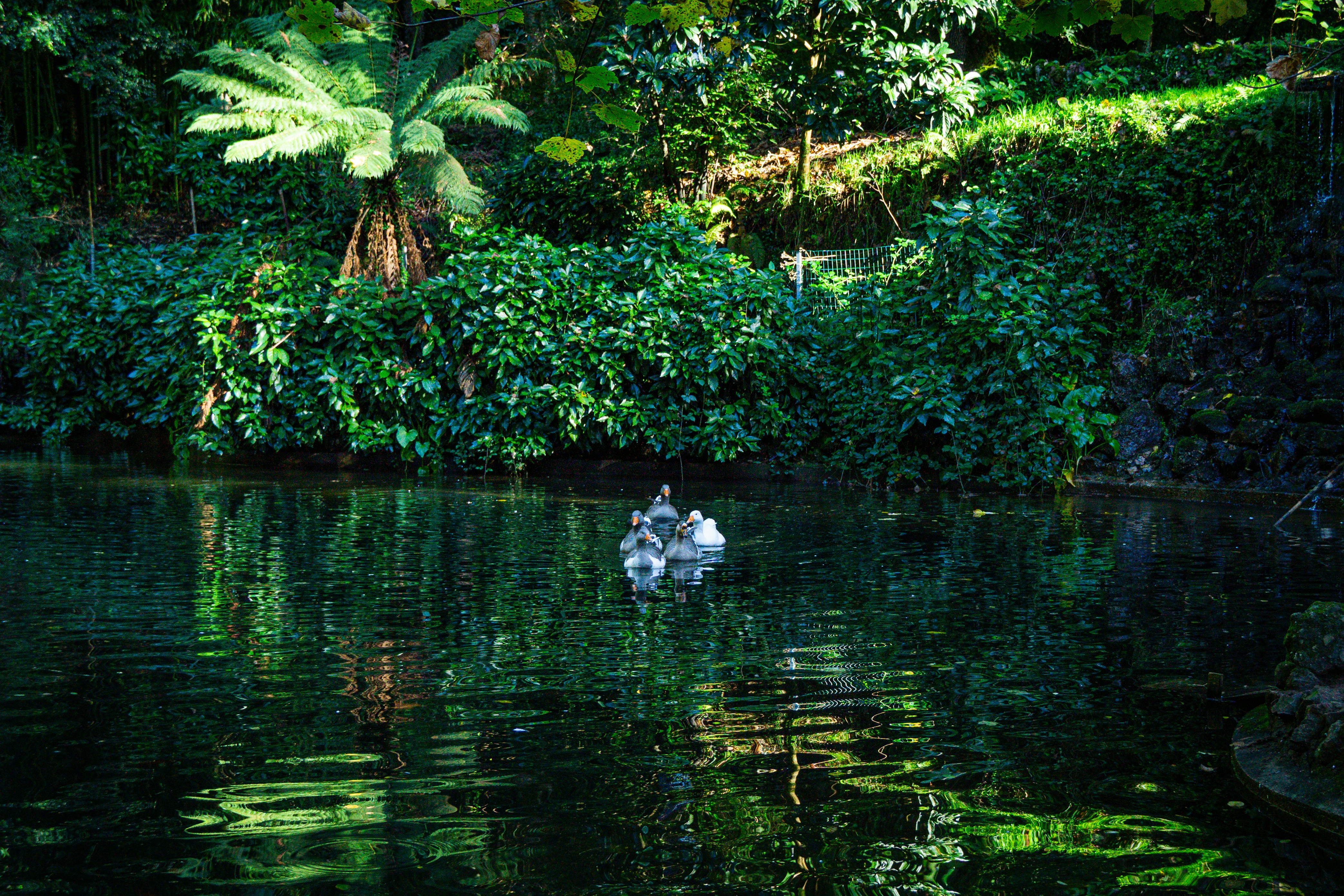 Twin swans drift beneath a lush riverside canopy