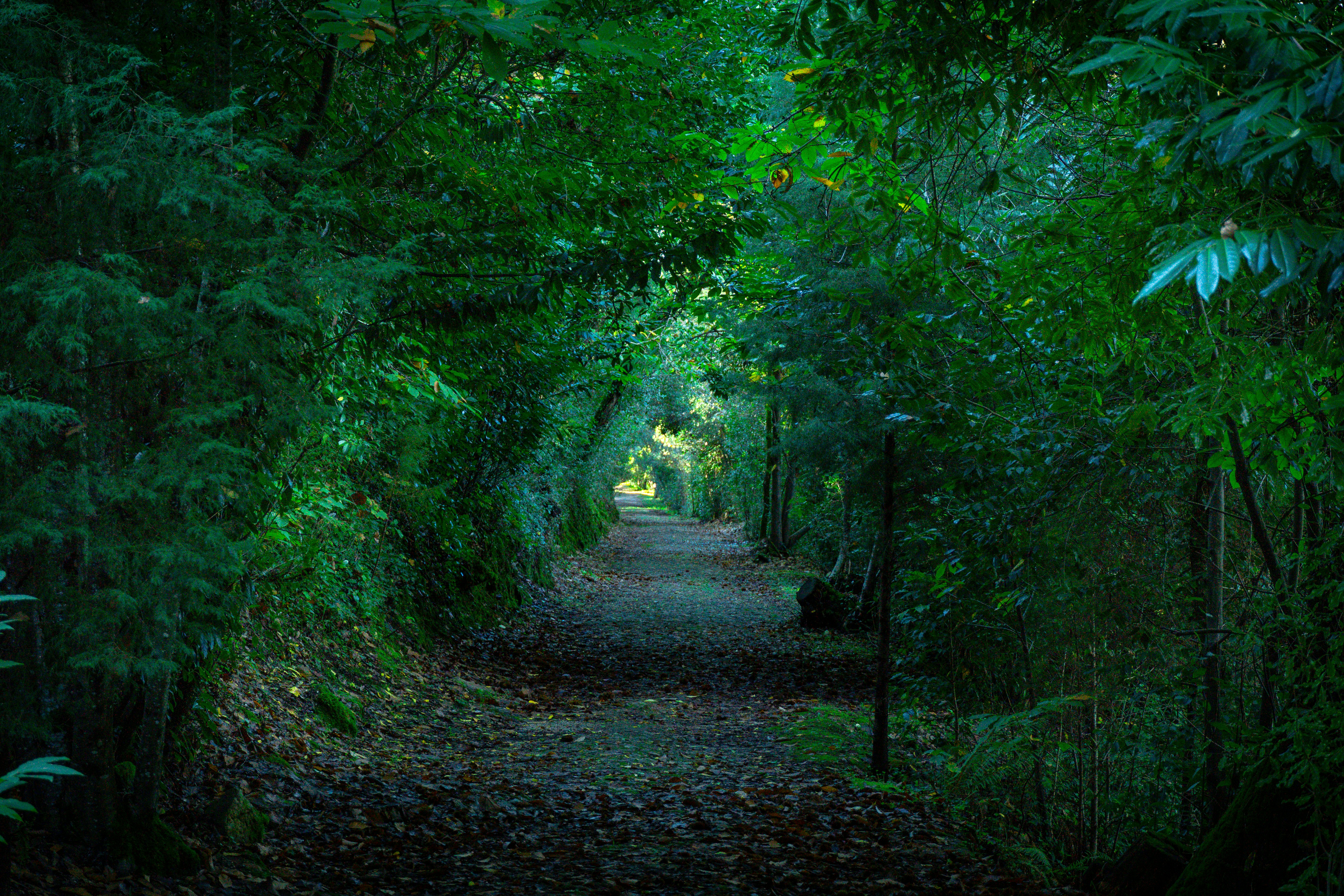 A shady path winds through a dense forest. photo – Free Wallpaper Image ...