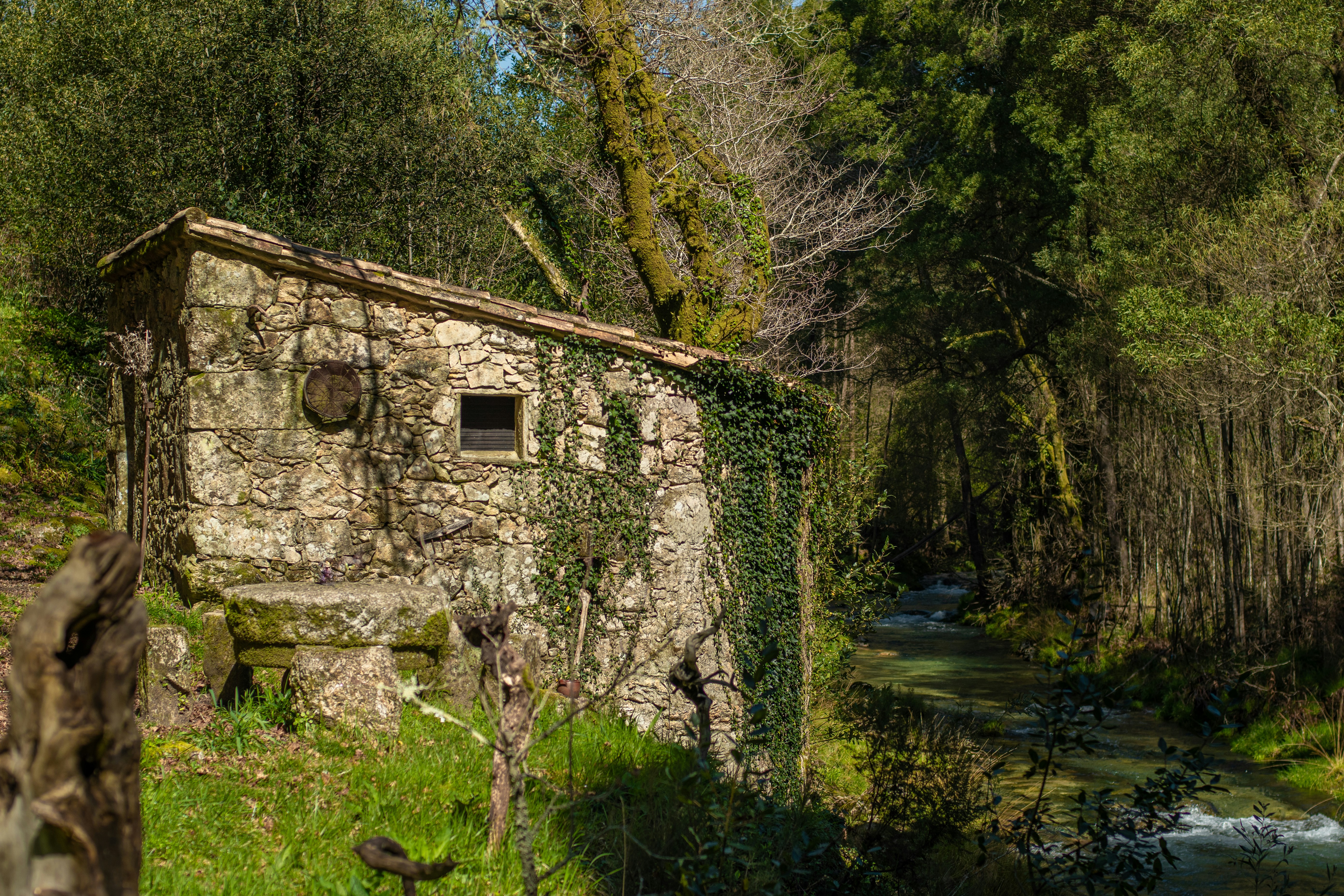 Old stone building covered in ivy beside a flowing forest river.
