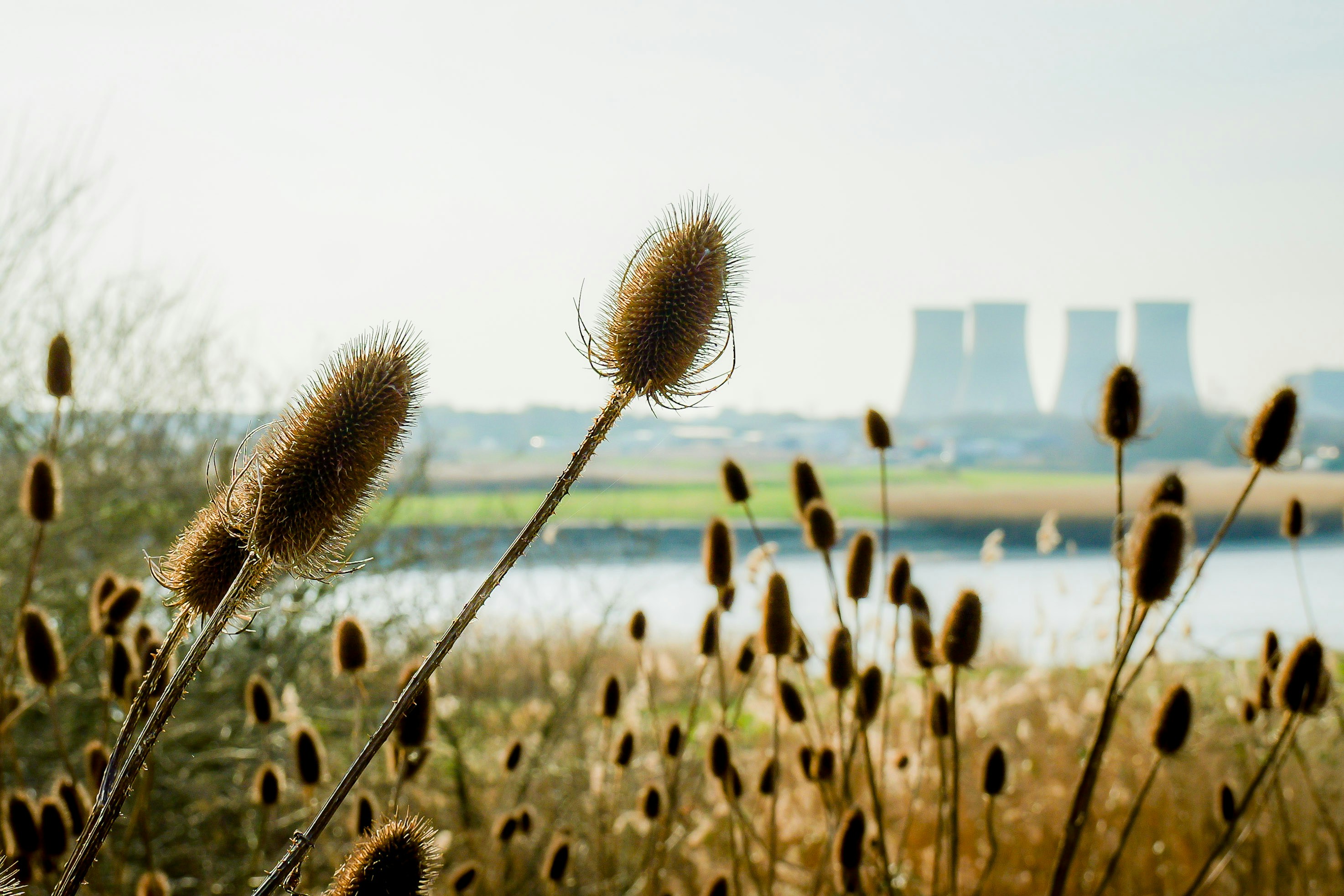 Cattail Sentinel: Framing a Marsh Against a Distant Cooling-Tower Skyline