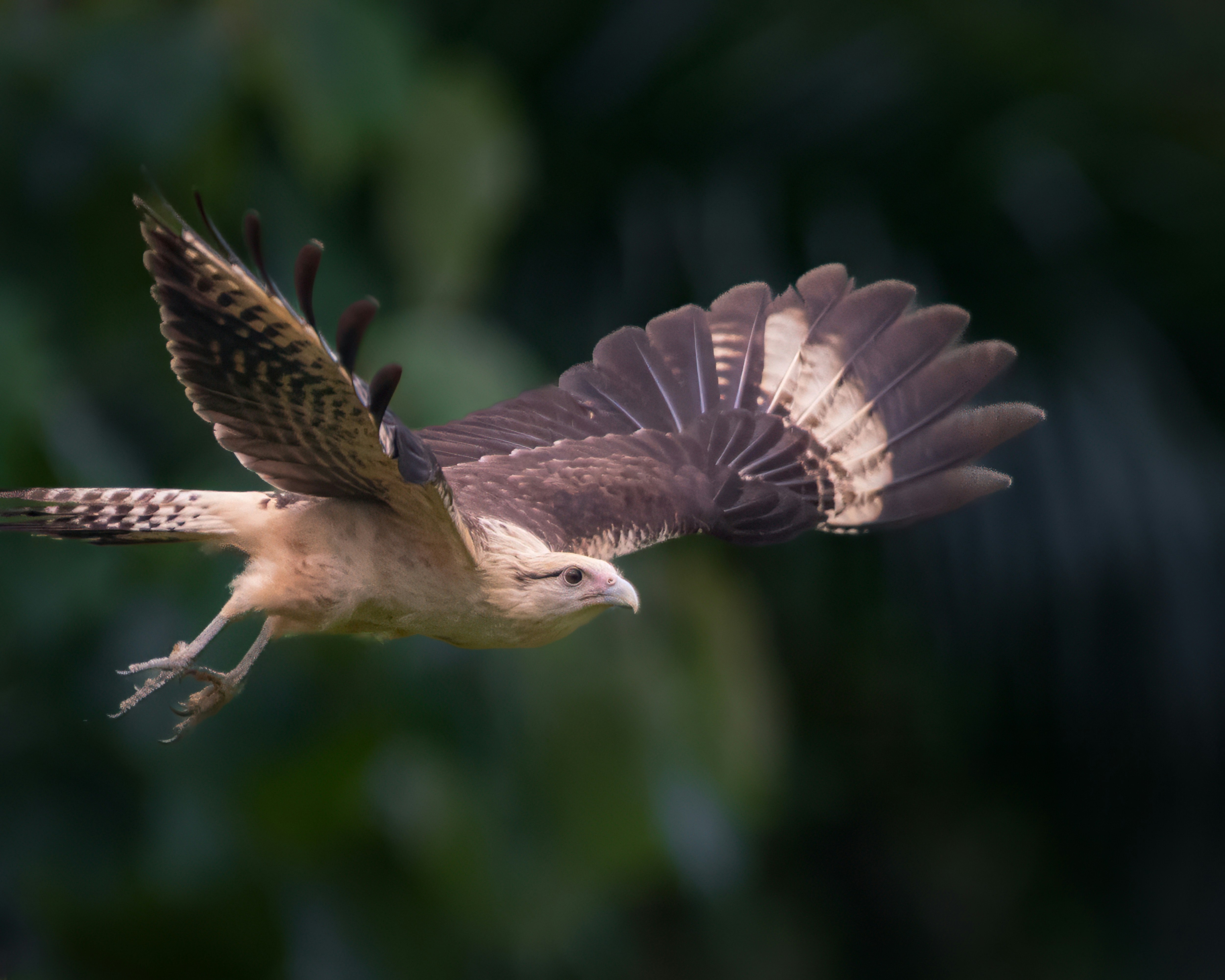 Winged ballet in afternoon light: a hawk glides past