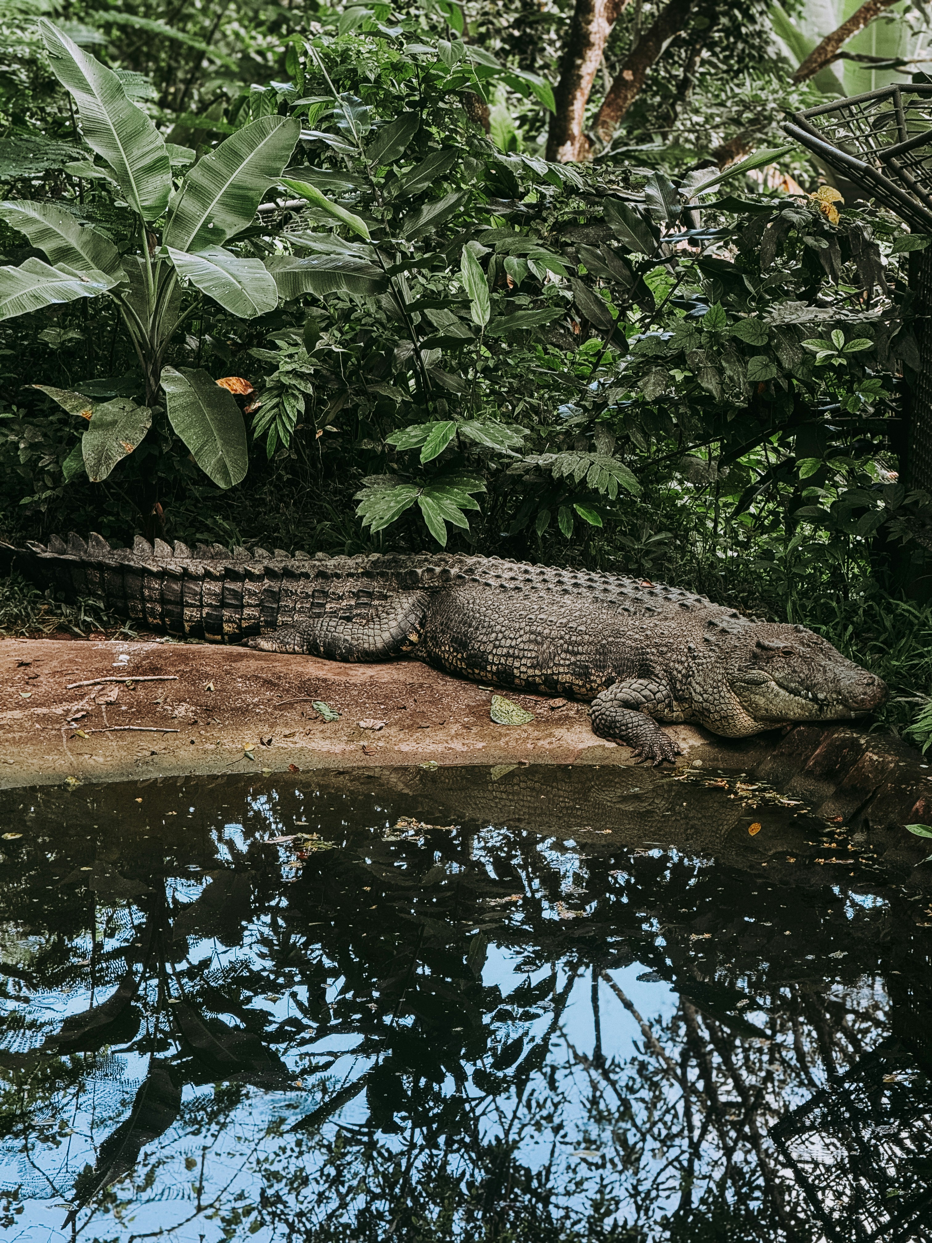 Basking in Silence: Crocodile Resting at a Jungle Pond