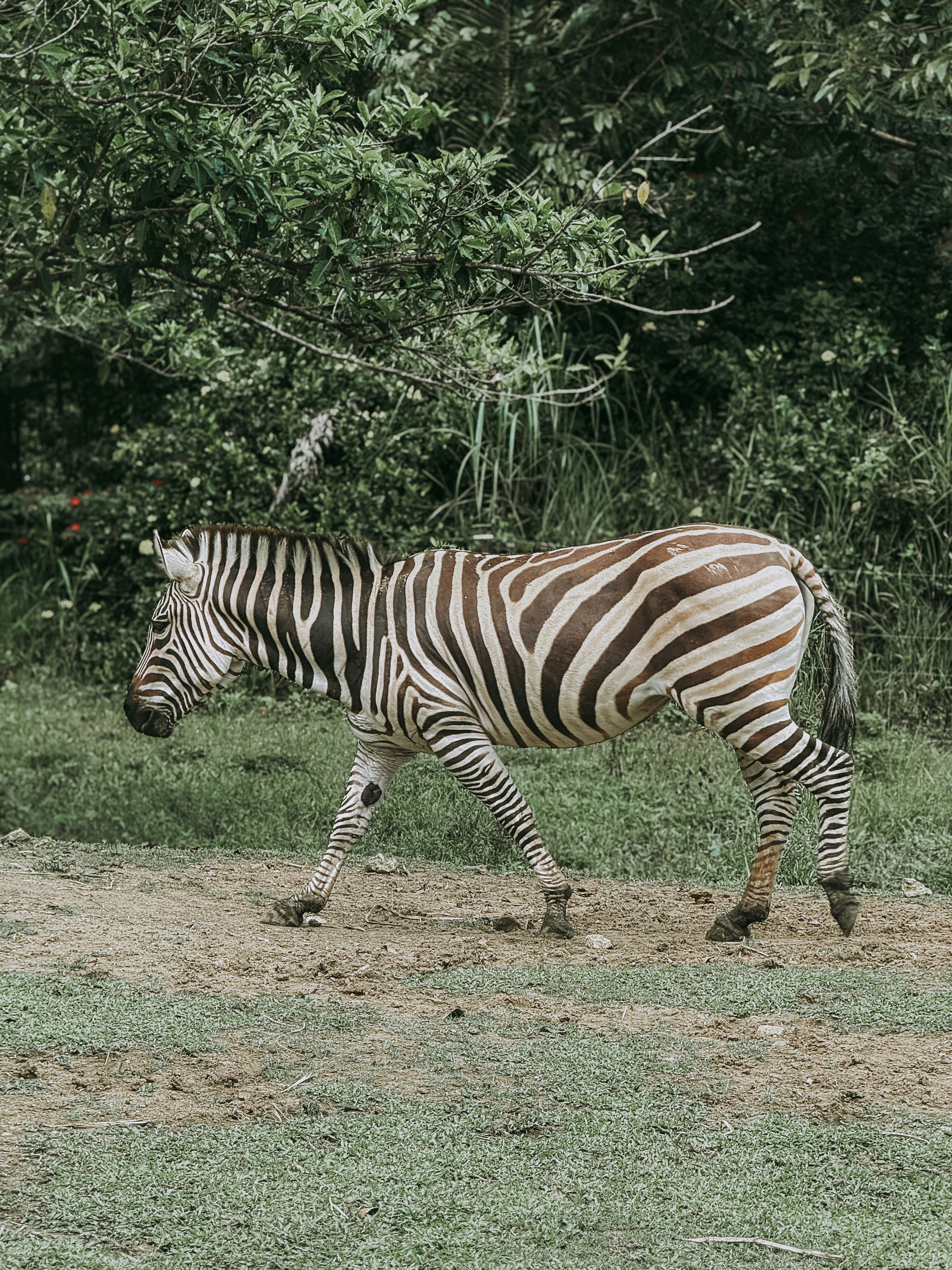 Mid-stride Zebra on a dusty track beside dense greenery