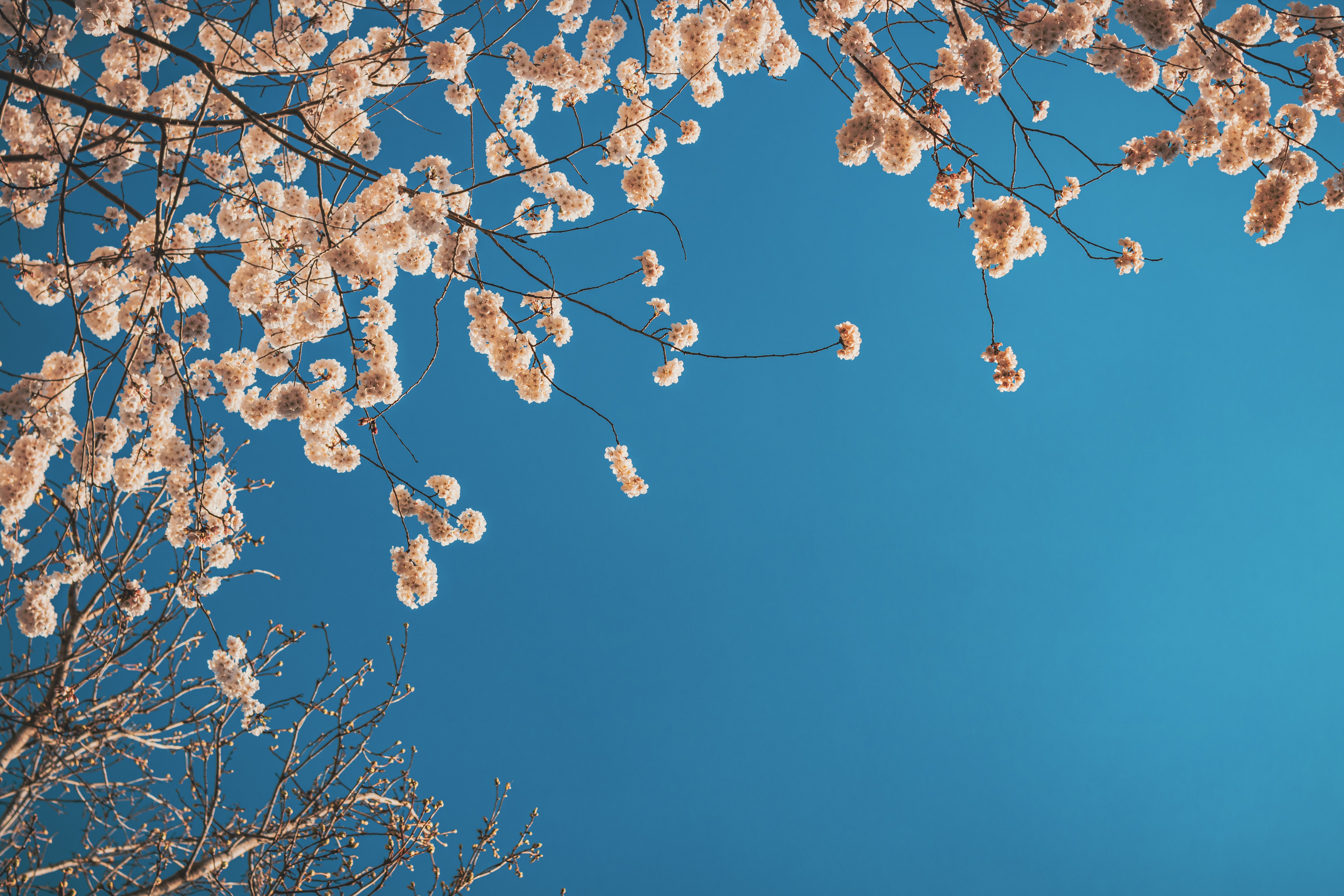 Azure Sky and Cherry Fringes: A Quiet Spring Frame