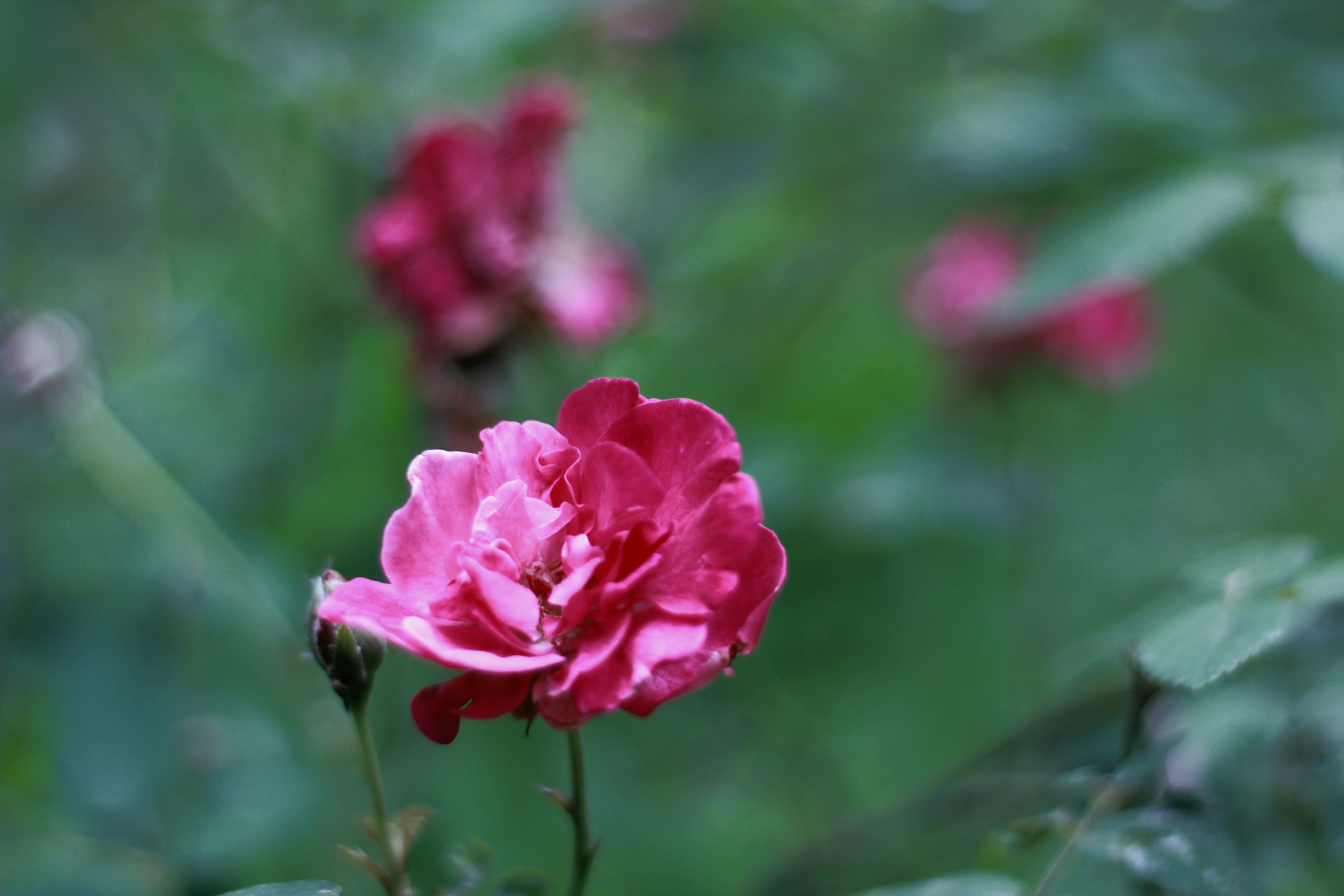 Pink roses bloom brightly in the garden. photo – Free Flower Image on ...