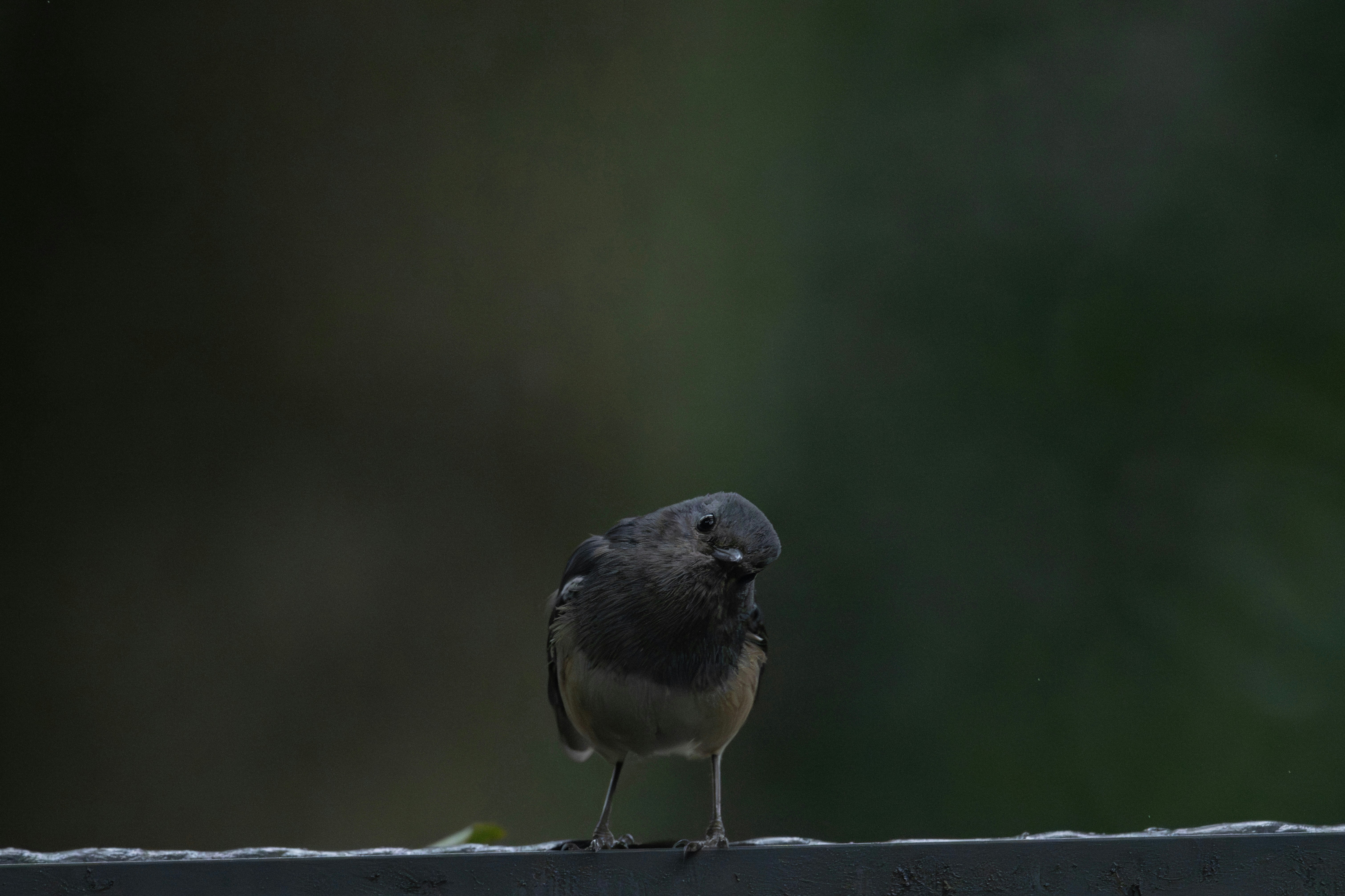 A bird is standing on a ledge. photo – Free Animal Image on Unsplash