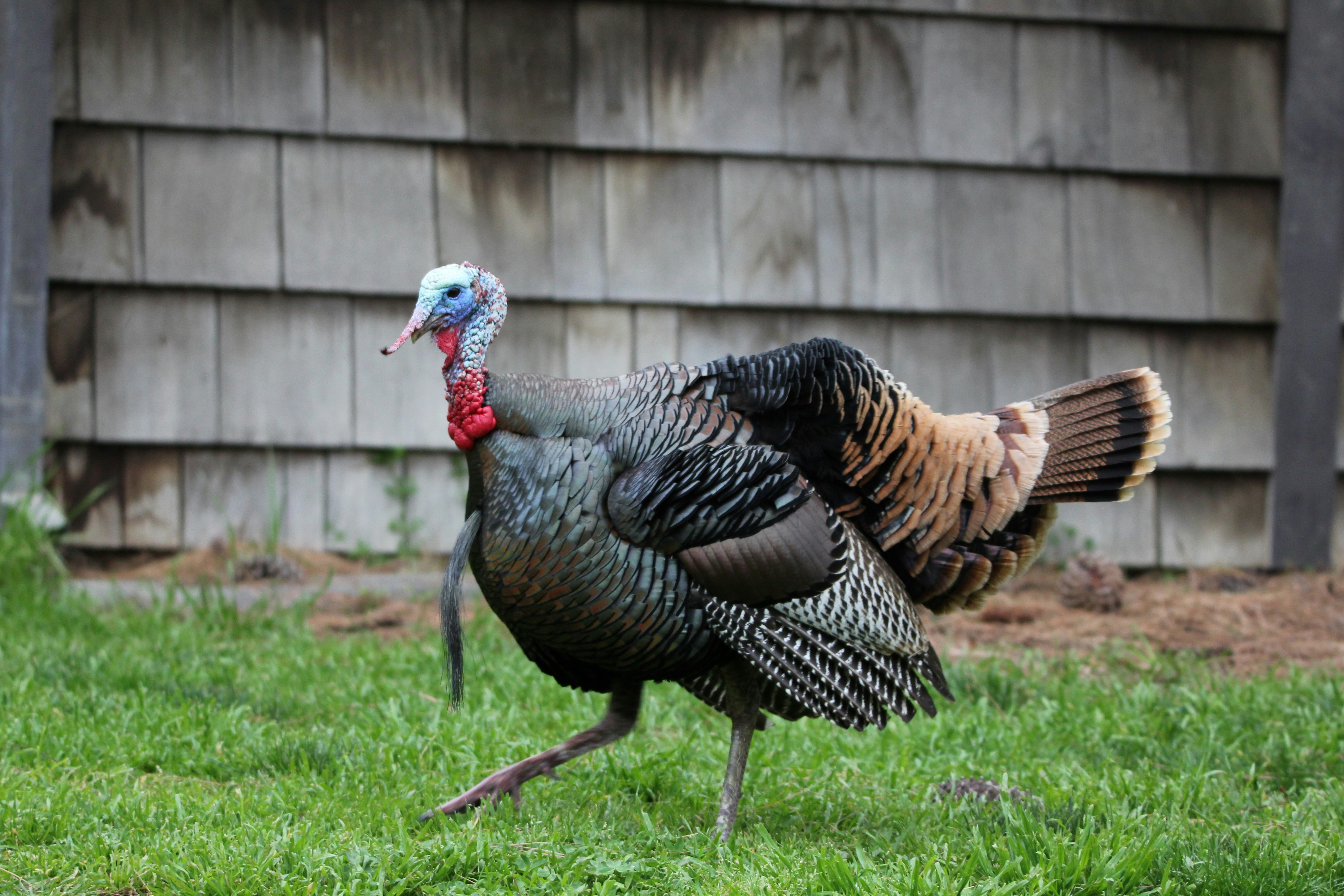 Wild turkey walking across a grassy yard with a wooden fence backdrop.