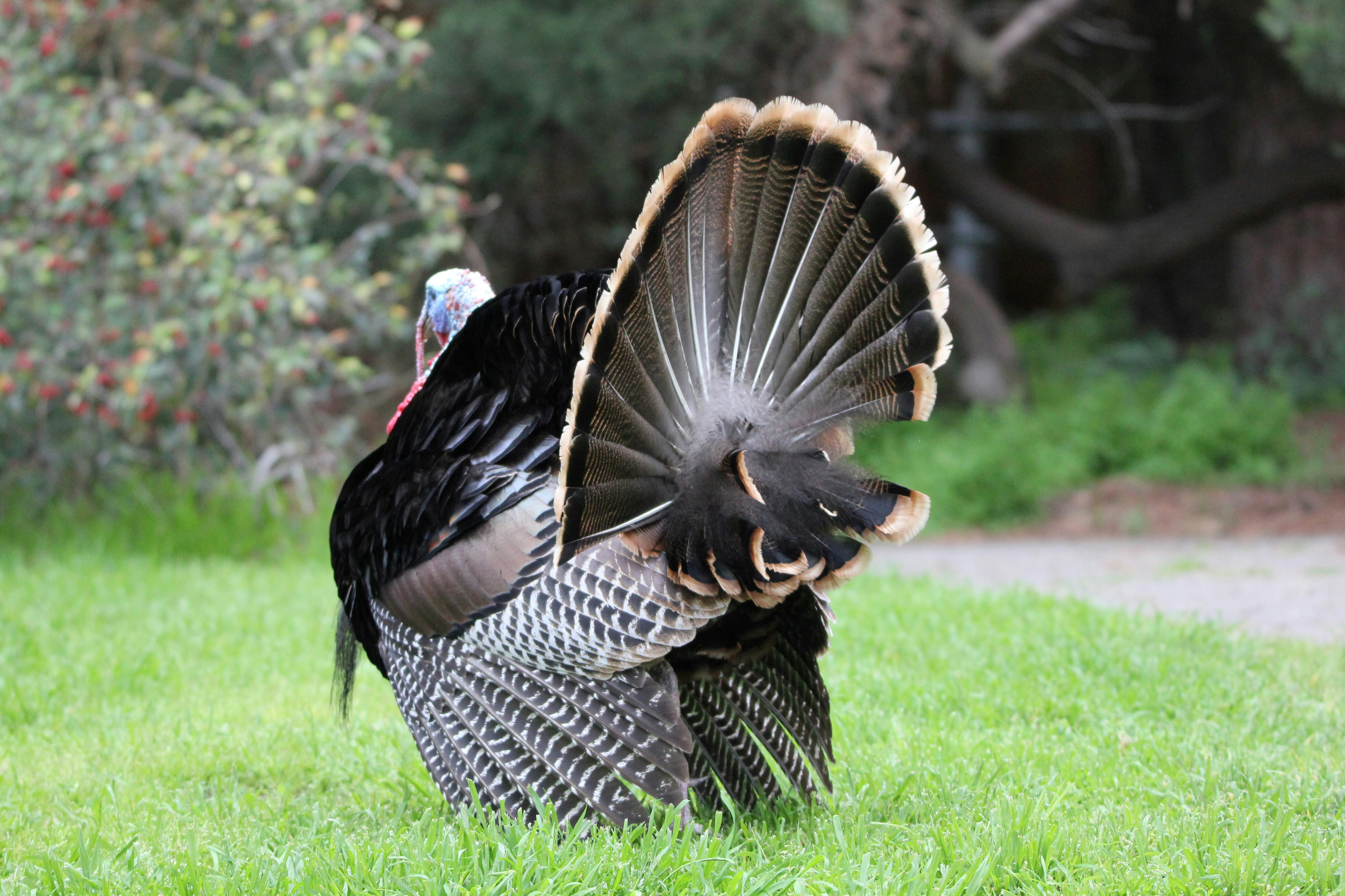 A turkey proudly displays his fanned tail feathers. photo – Free Birds ...