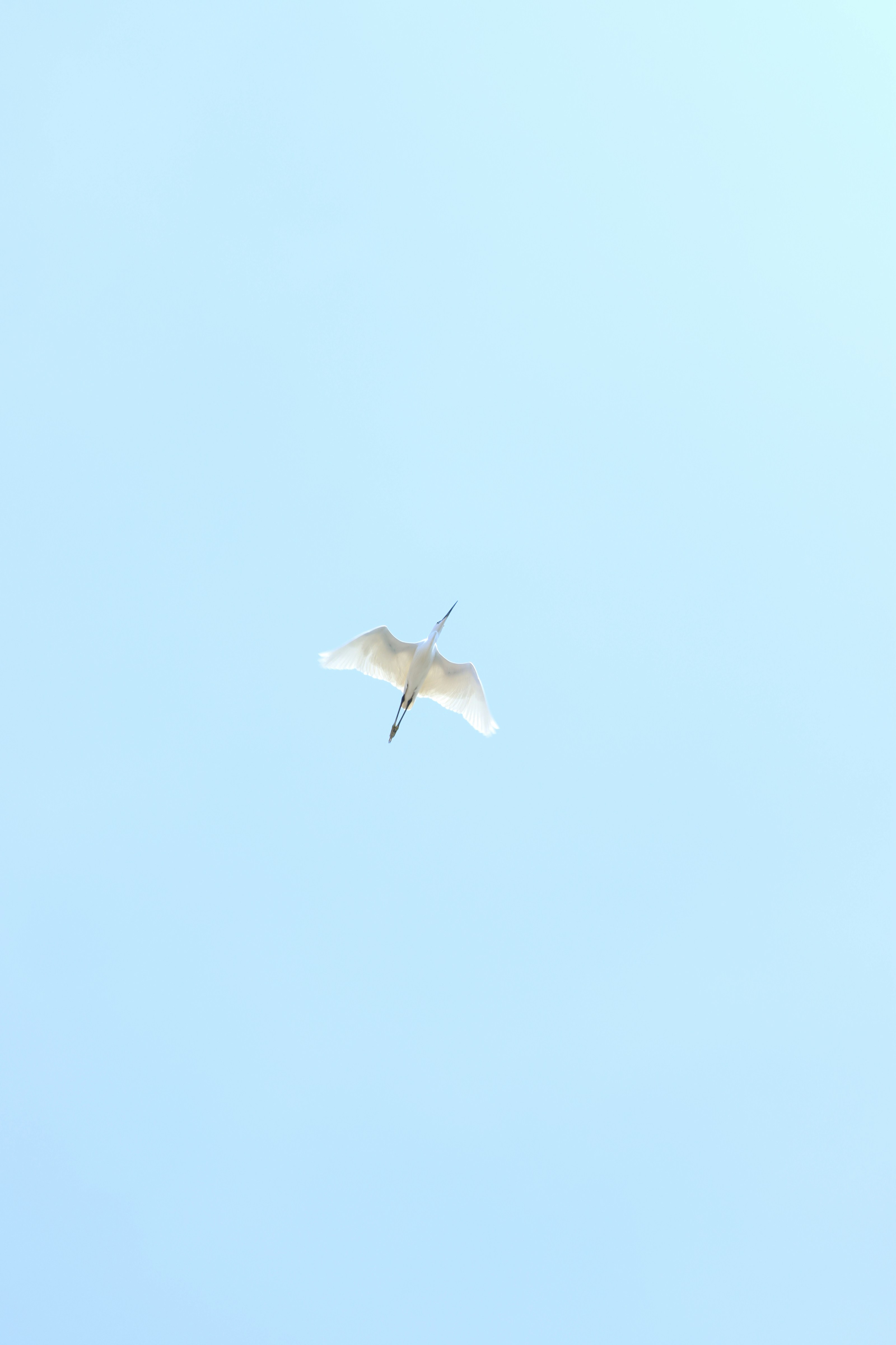 A white bird flies in the clear blue sky. photo – Free Animal Image on ...
