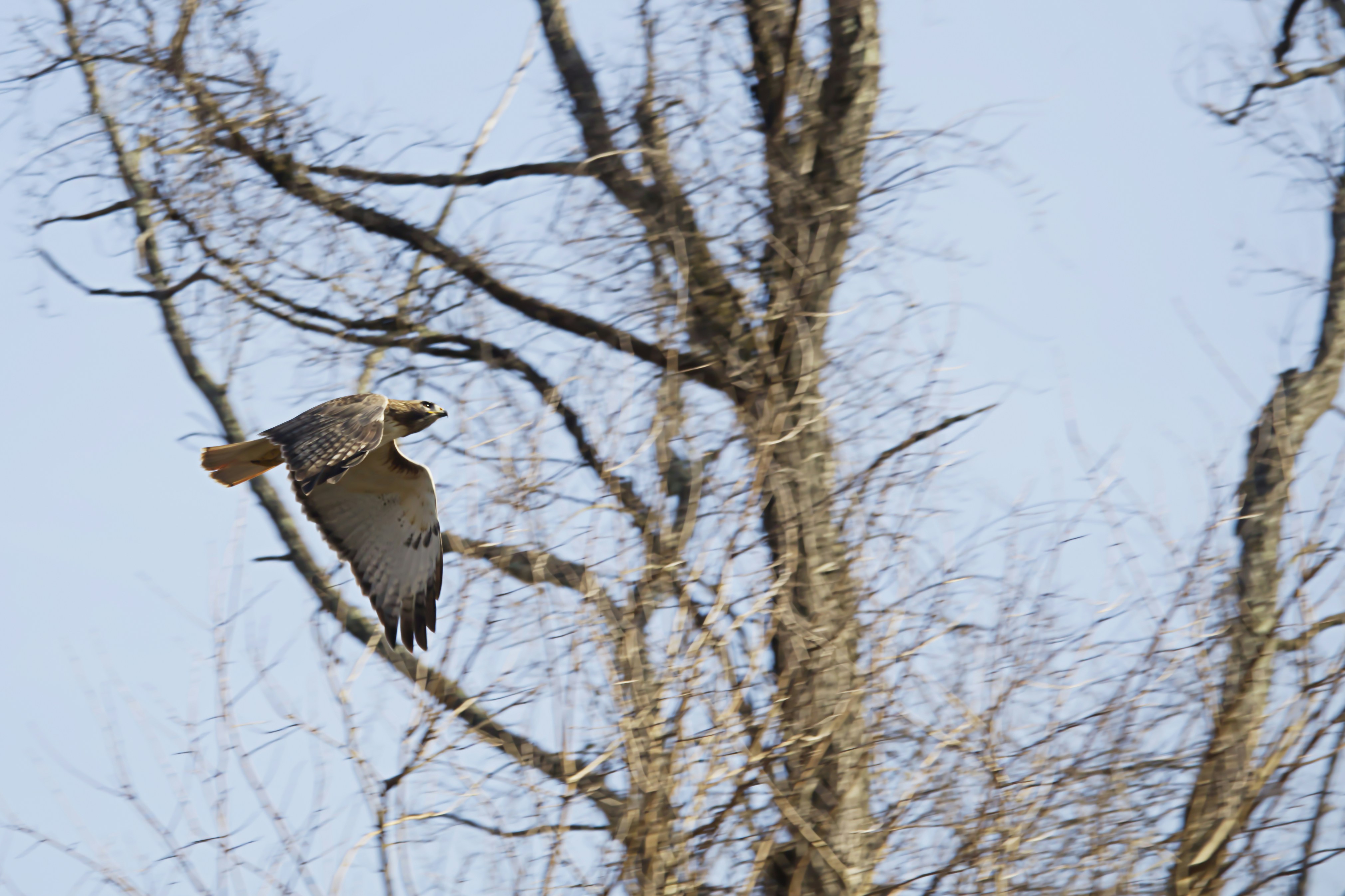 Hawk gliding past bare winter trees against a clear sky.