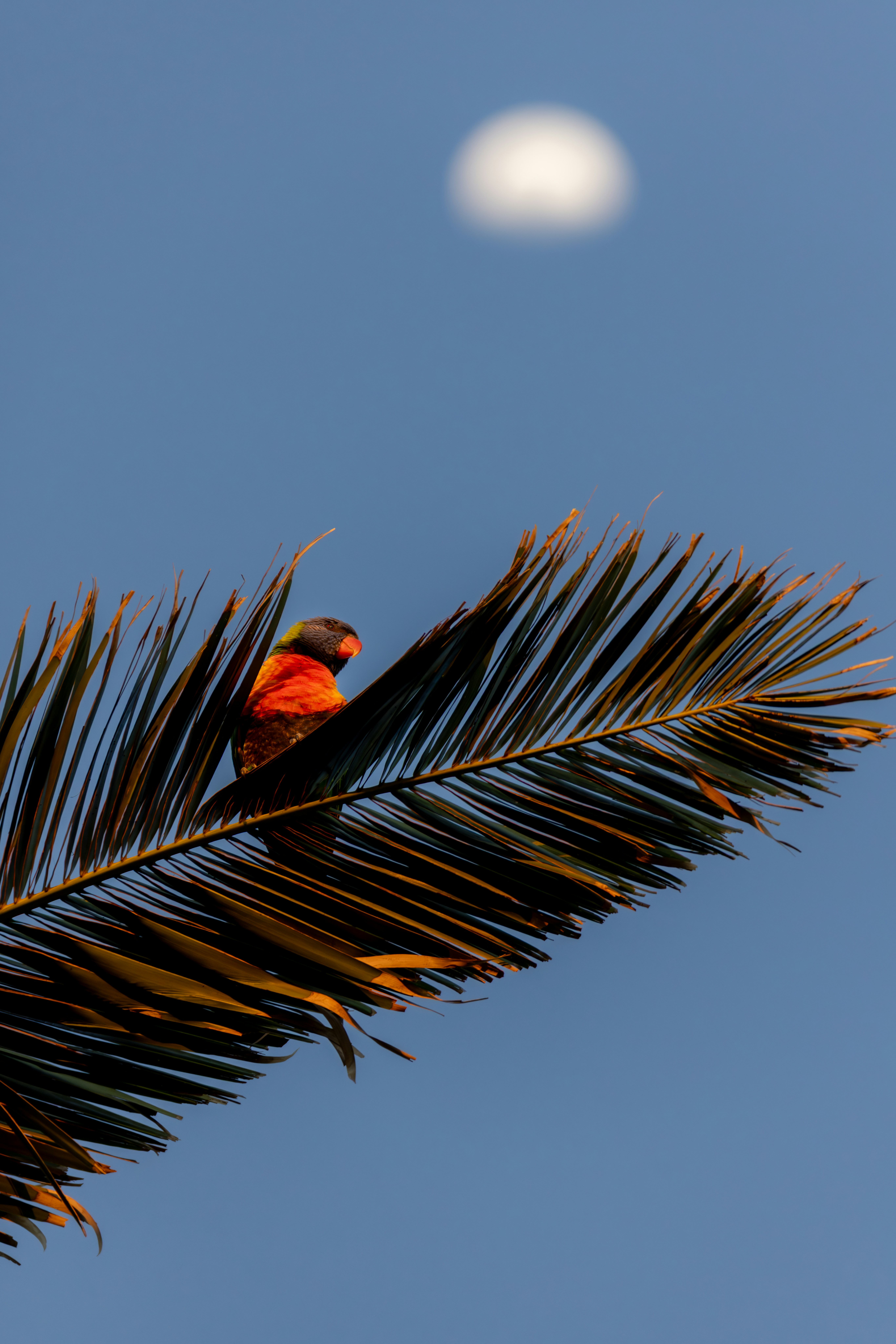 Crimson Ember Perched on a Diagonal Palm
