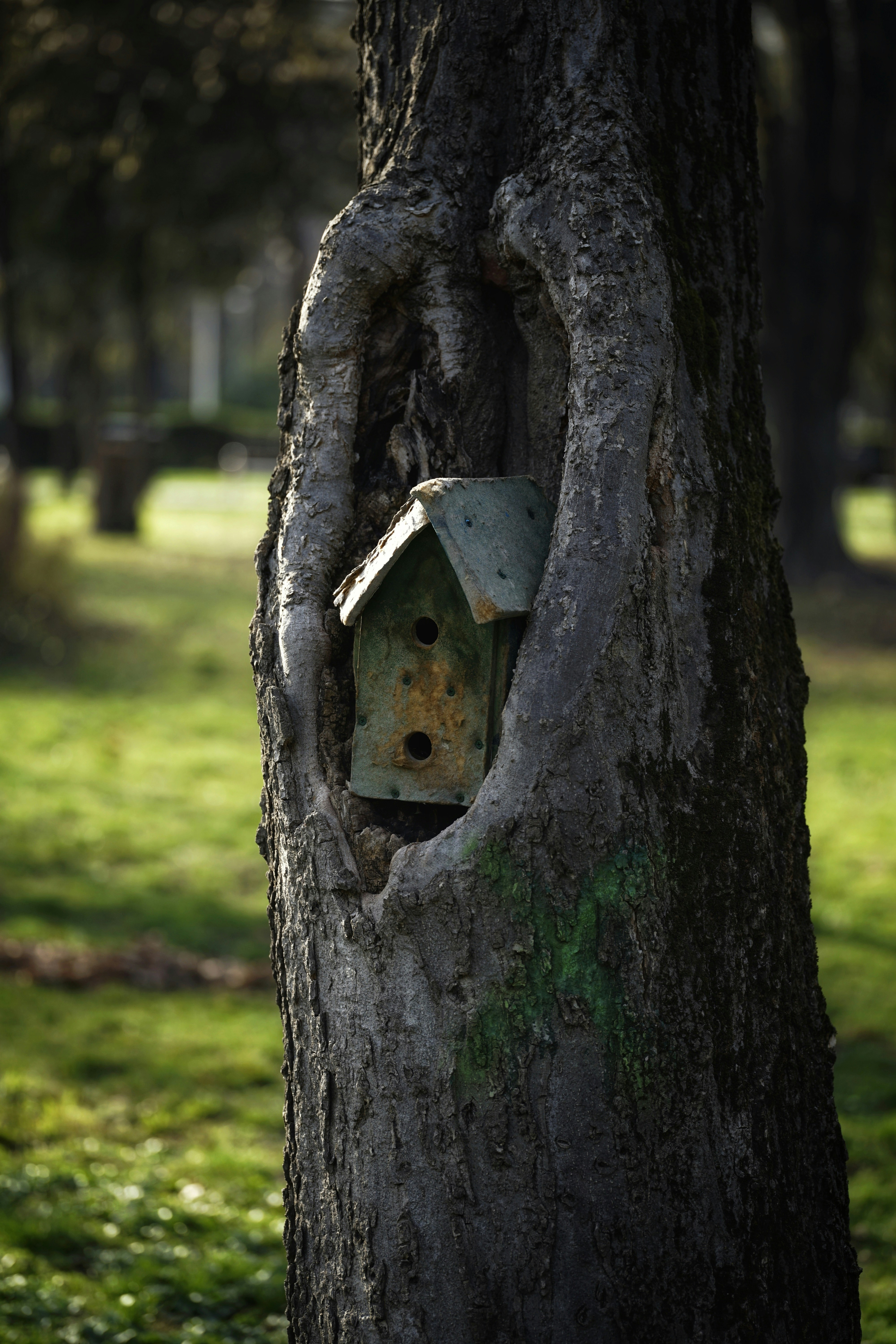 Birdhouse is nestled inside a tree. photo – Free Forest Image on Unsplash
