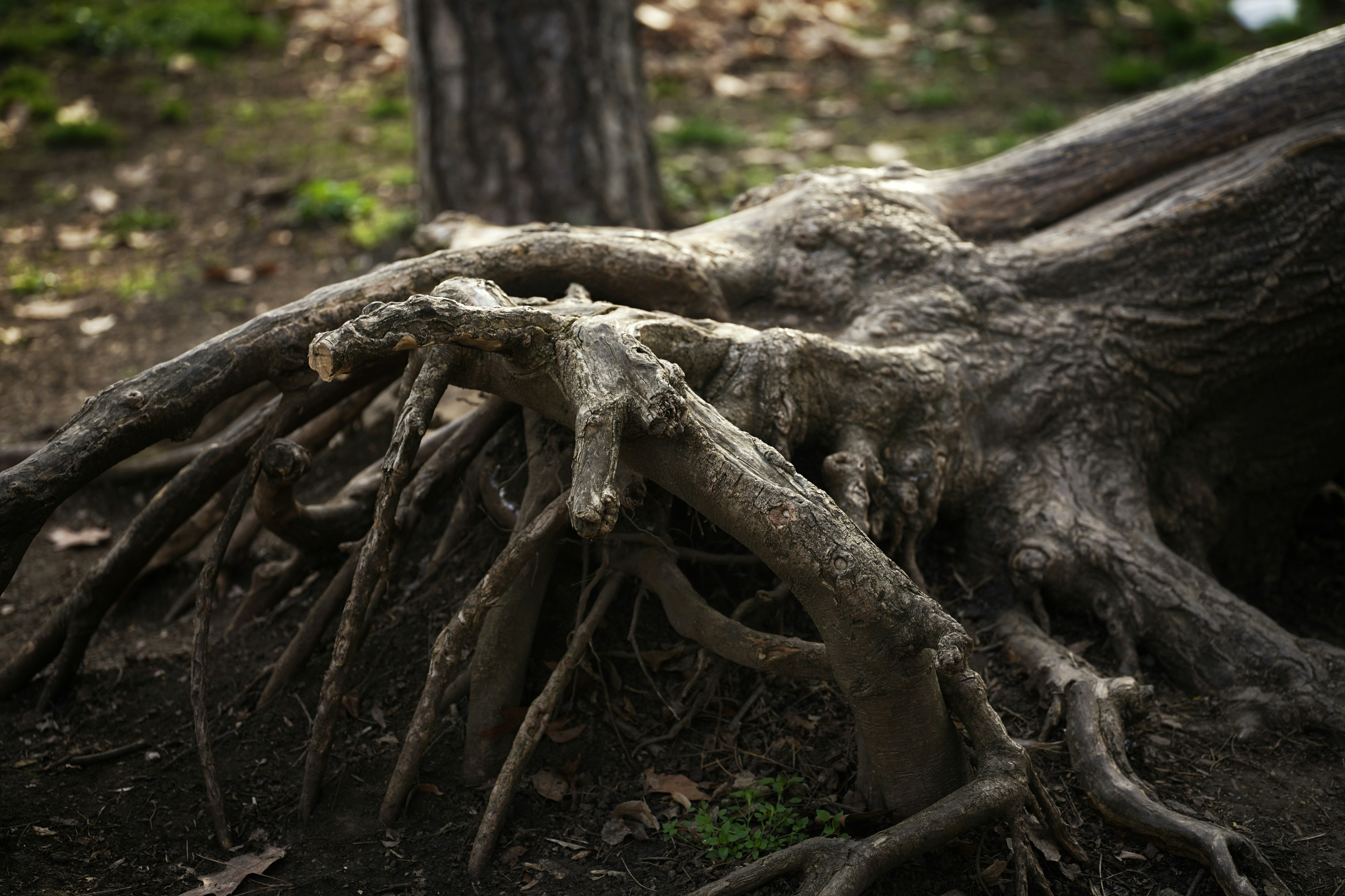 Exposed tree roots lie on the forest floor. photo – Free Forest Image ...