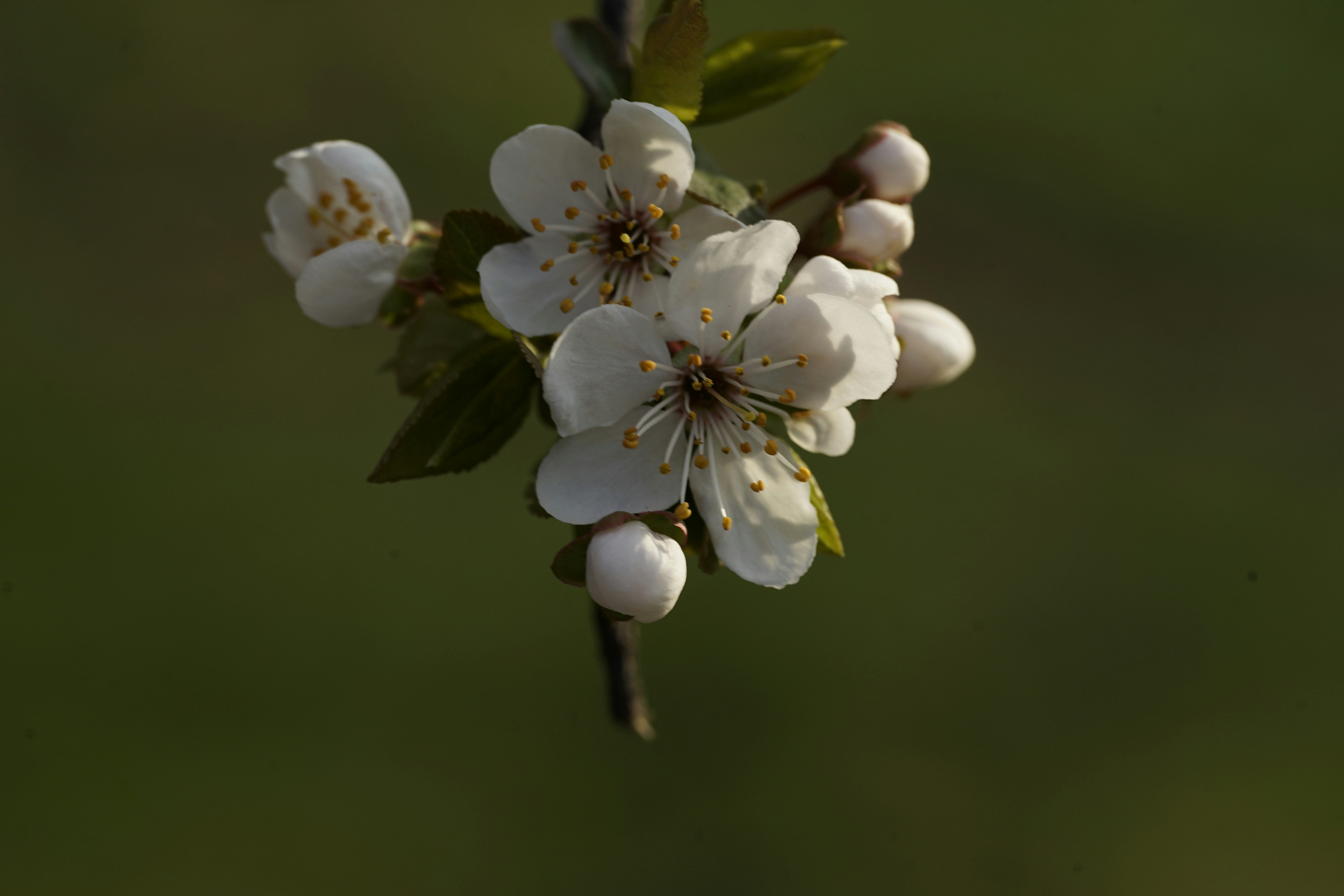 Blooming Whisper: A Cluster of White Blossoms on a Dark Background