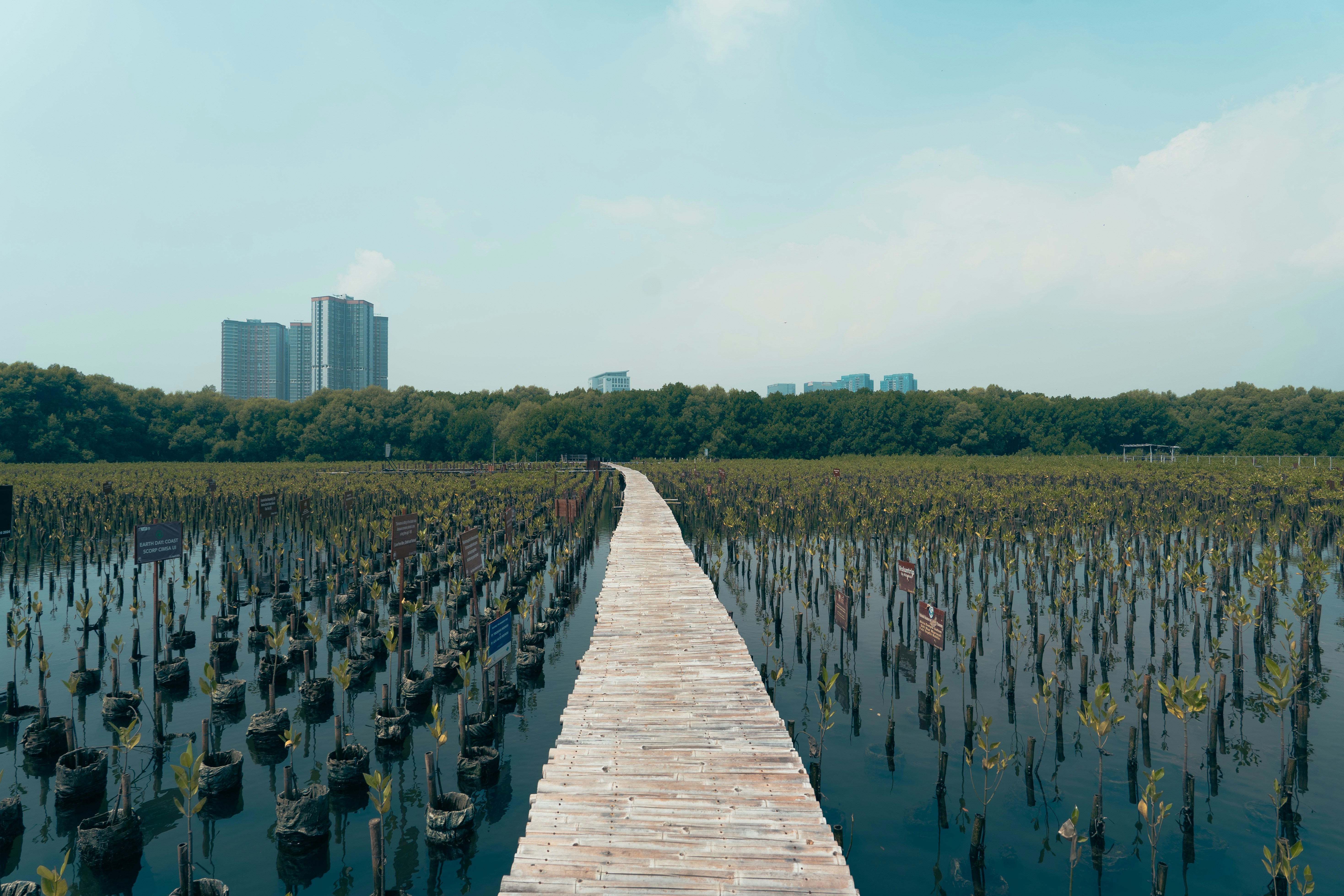 Brick pathway leading through a mangrove forest with distant city buildings on the horizon.