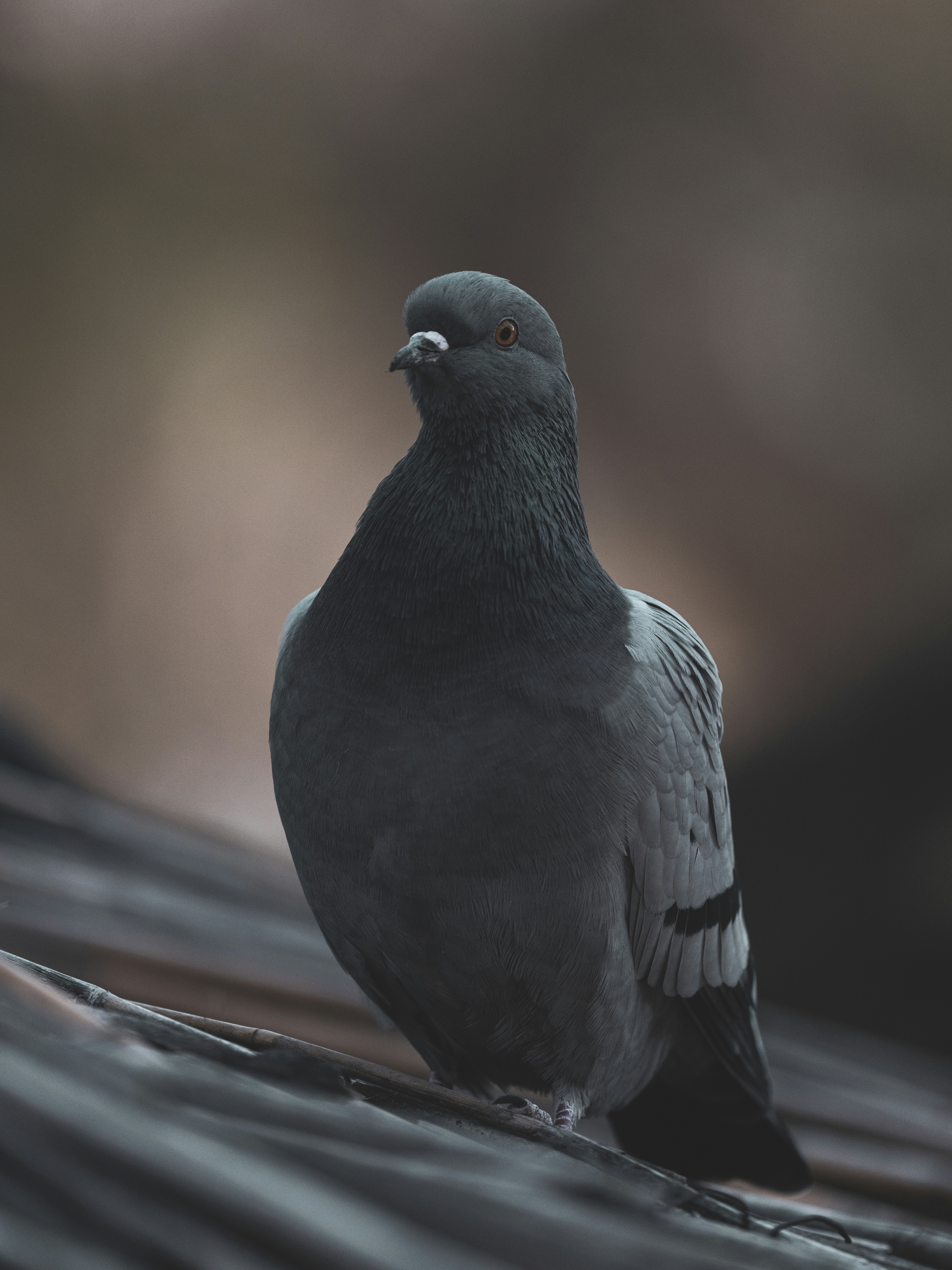 Pigeon standing on a rooftop with a blurred background.