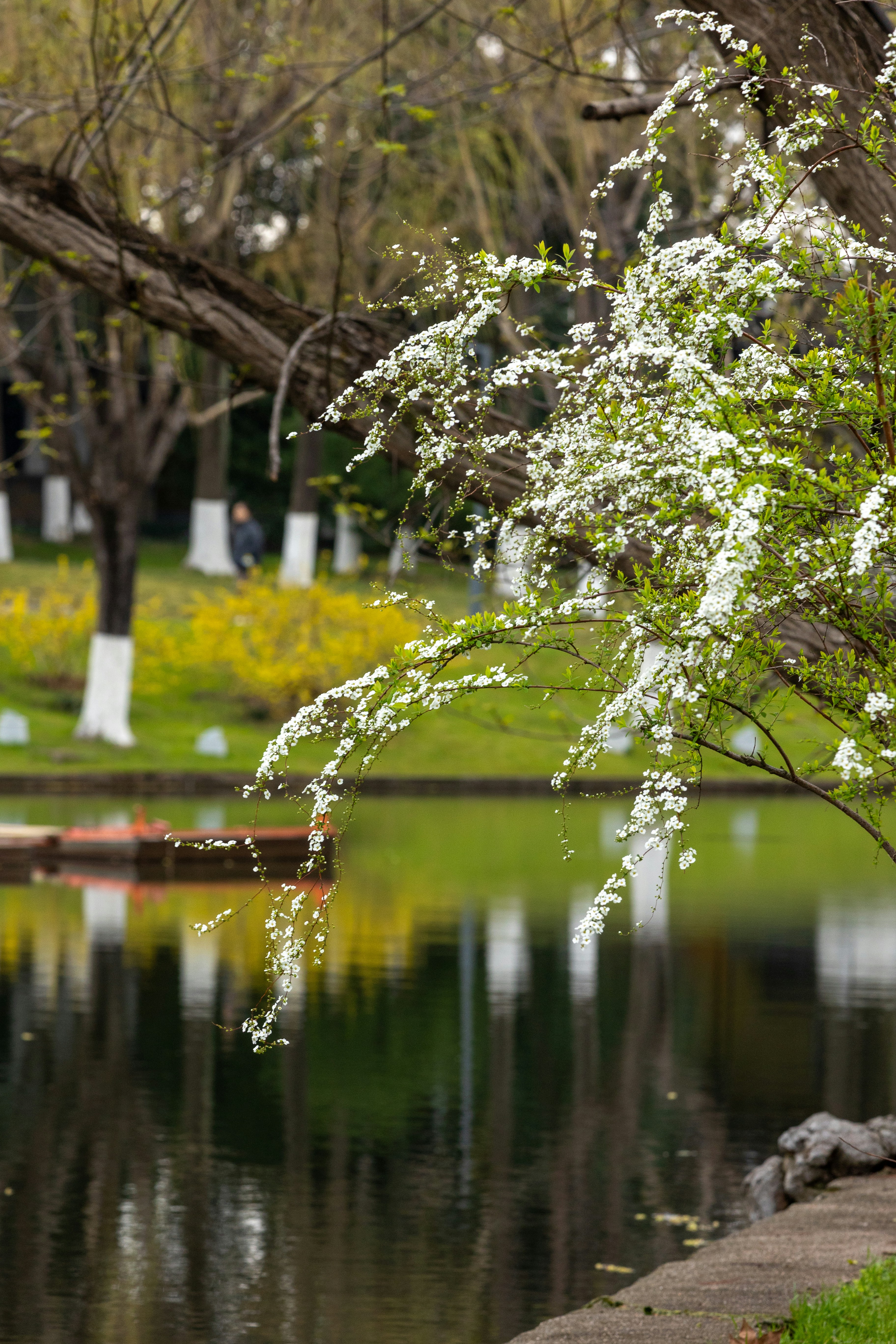 White-blossom cascade over a tranquil park pond in spring