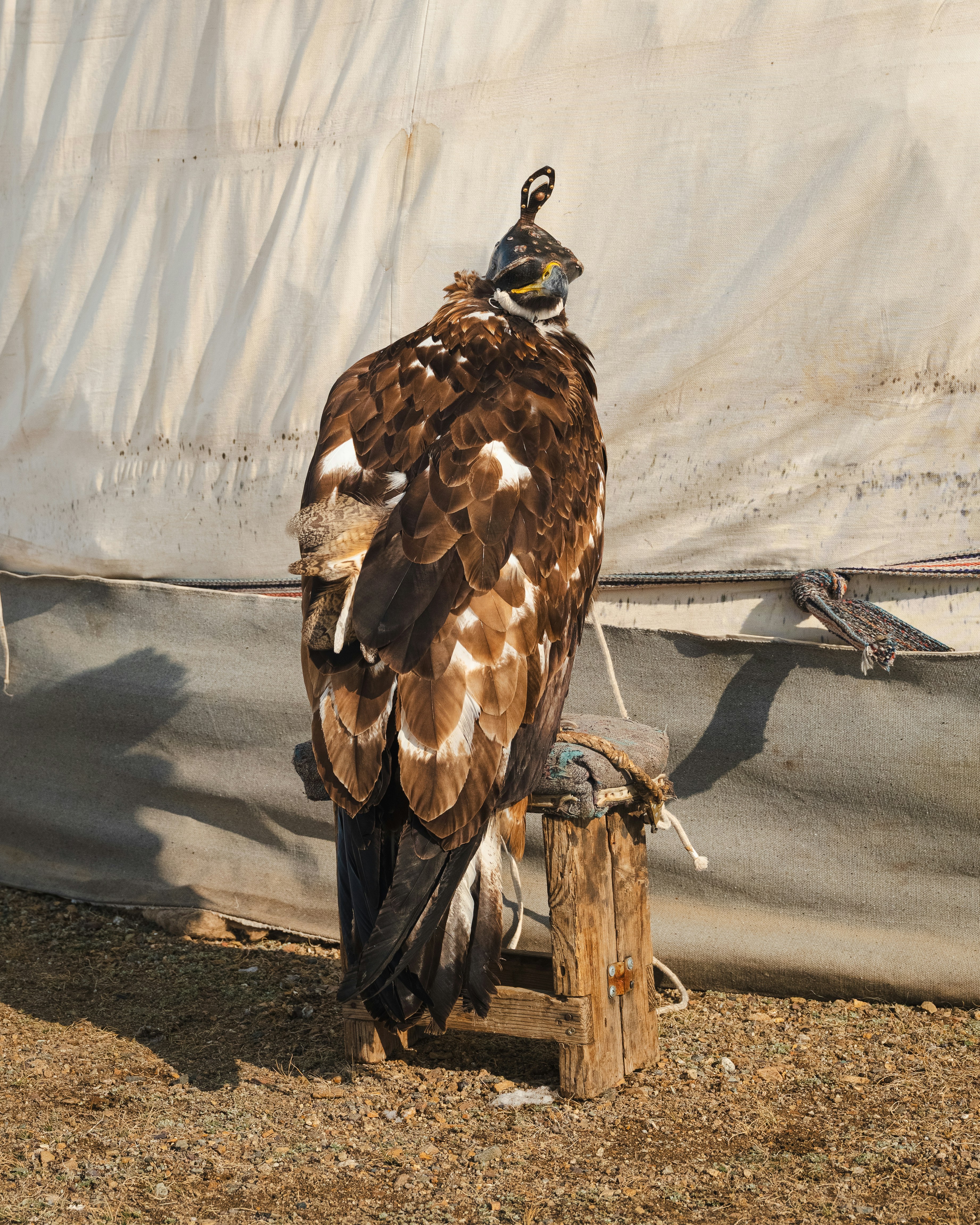 Eagle perched on a wooden post against a canvas backdrop.
