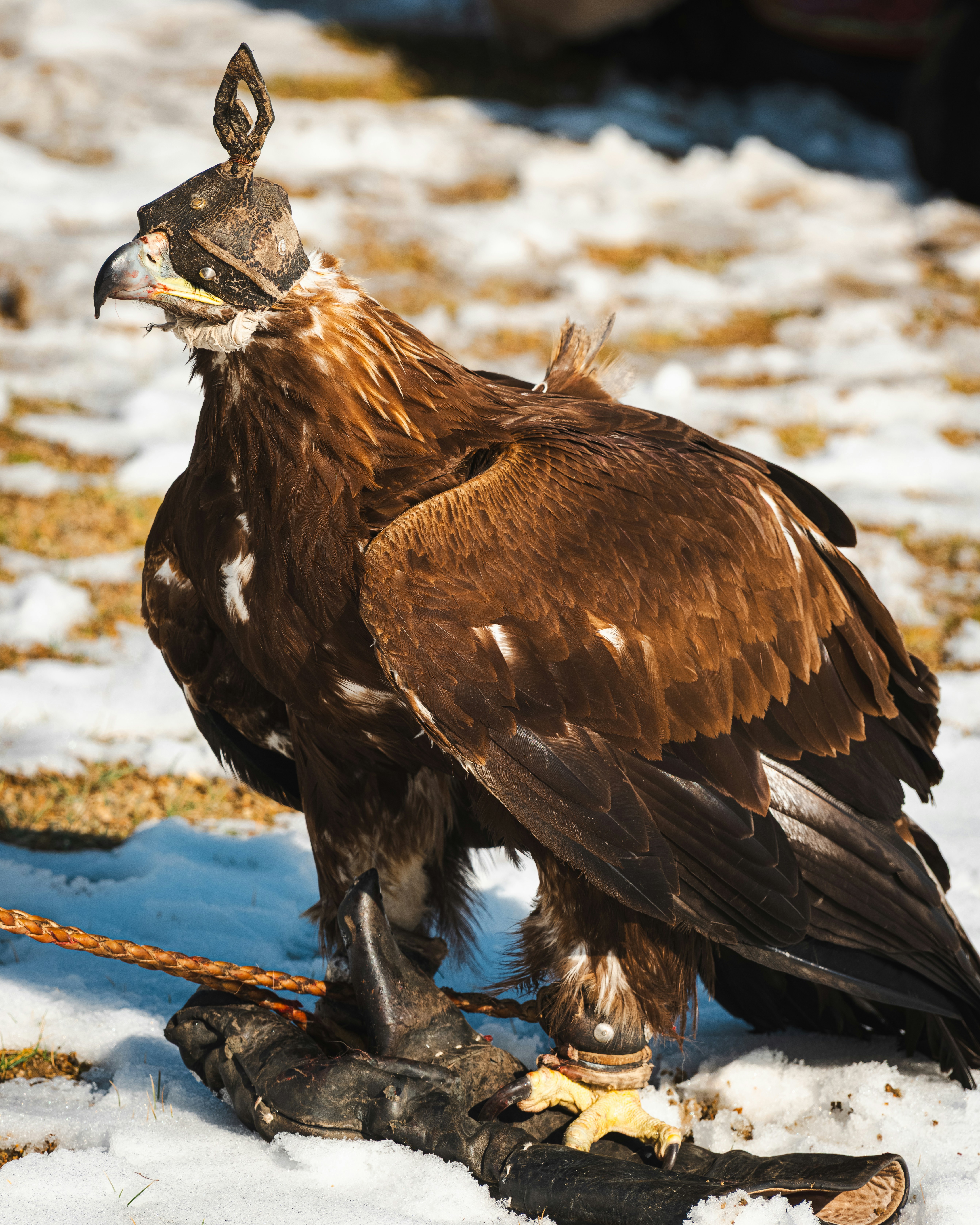 Un águila majestuosa con la cabeza cubierta se yergue con orgullo. foto ...