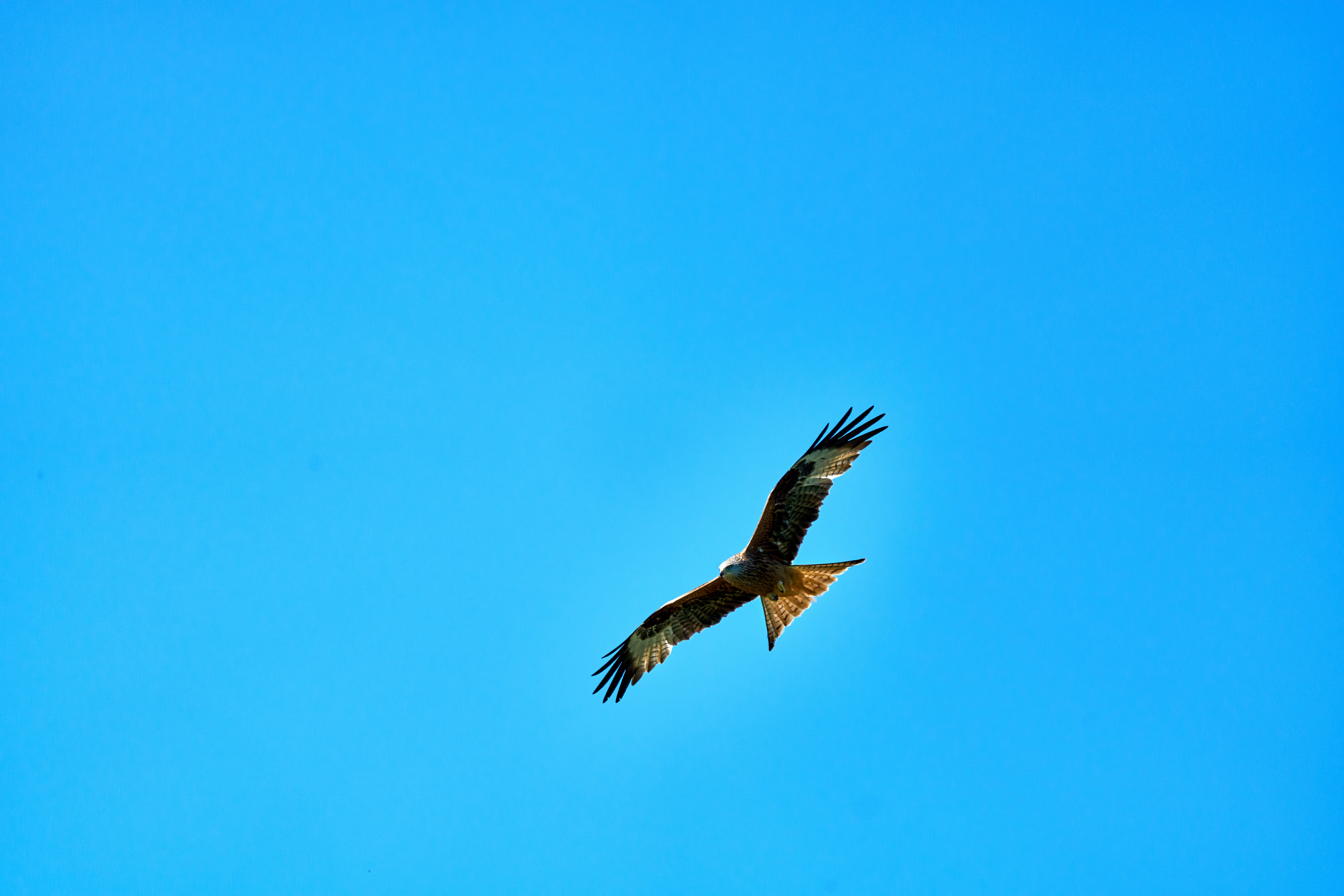 Bird of prey gliding against a vibrant blue sky, wings fully extended.