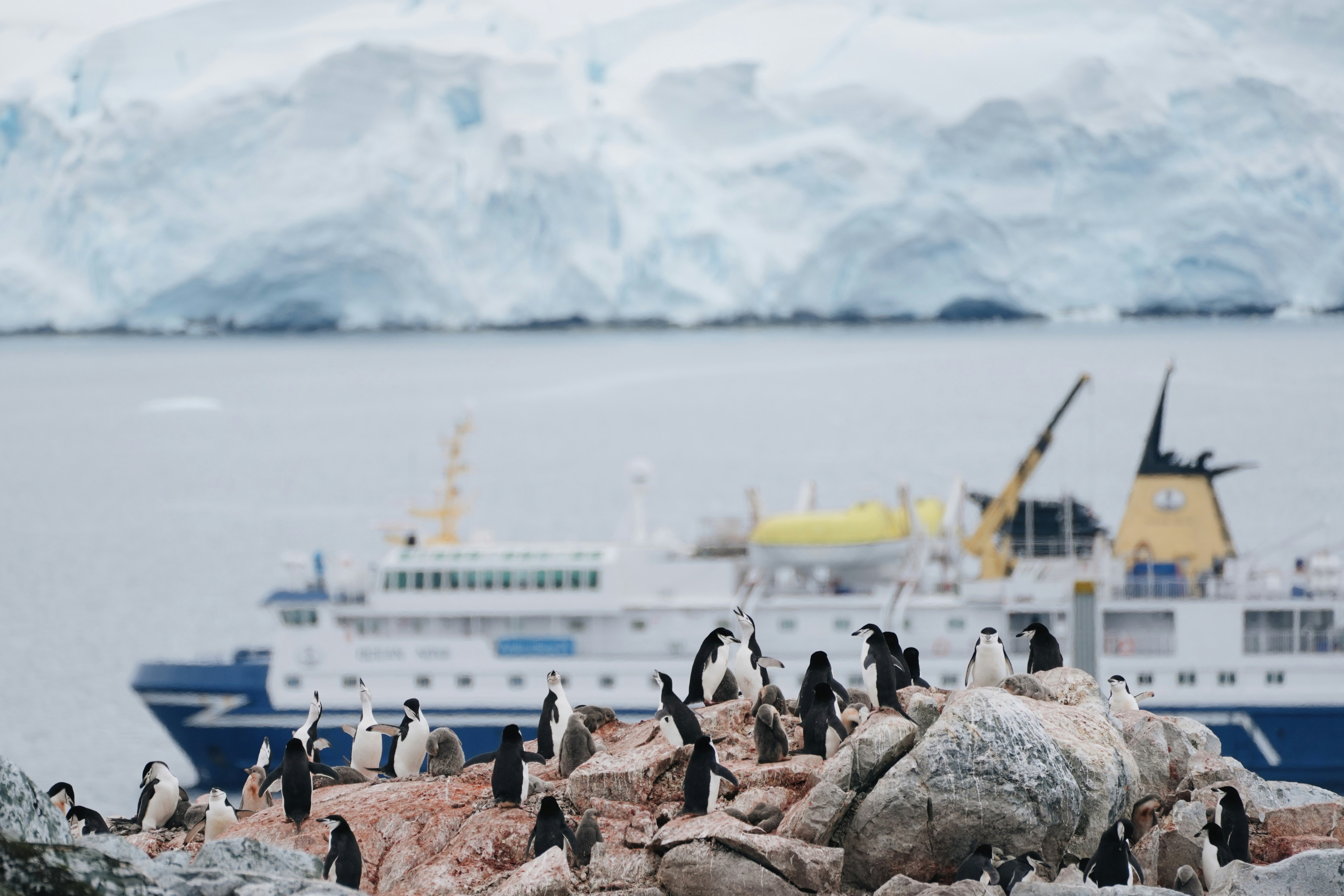 Penguins gather by the sea with a ship. photo – Free Animal Image on ...