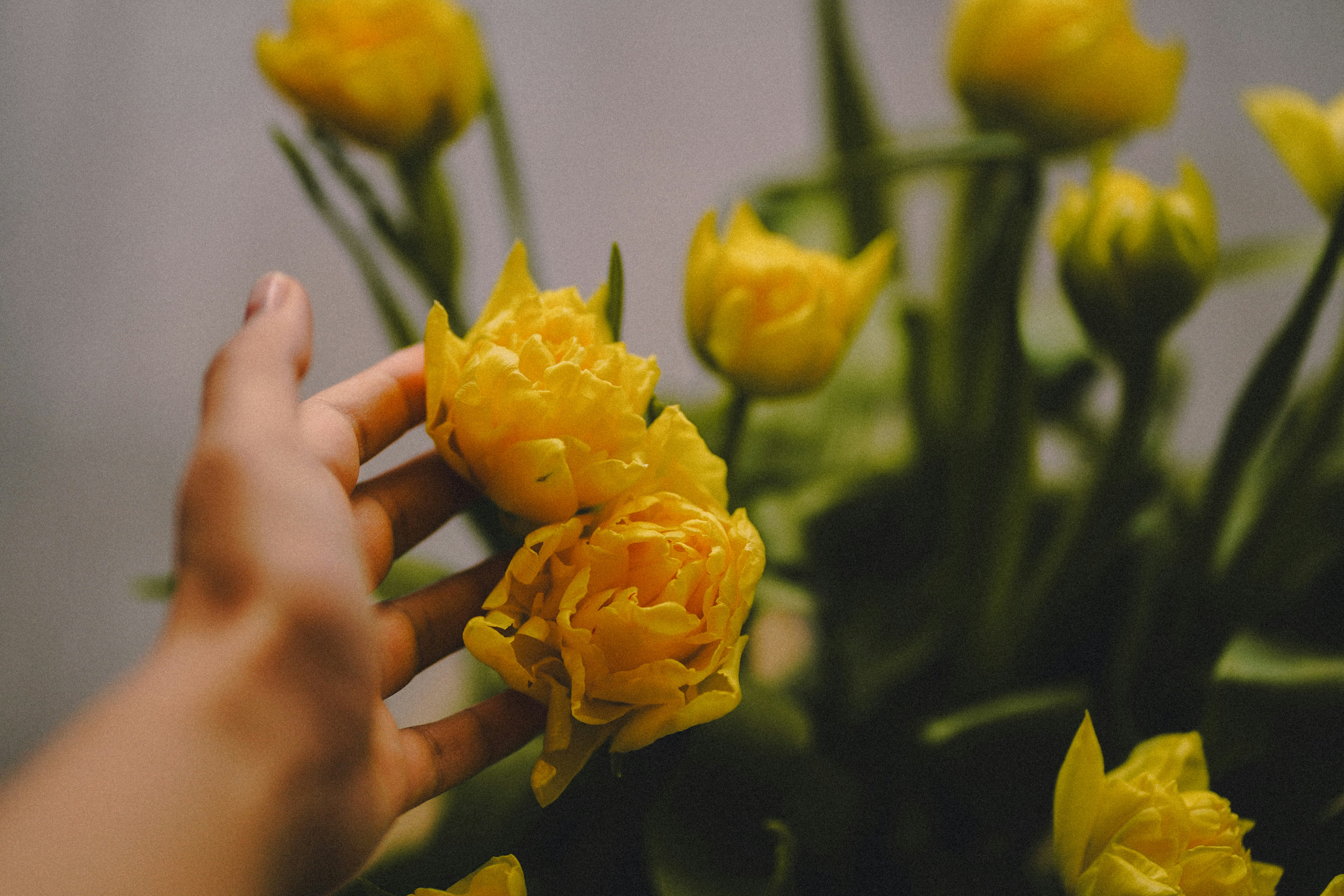 Hand gently caressing vibrant yellow tulips in soft focus.