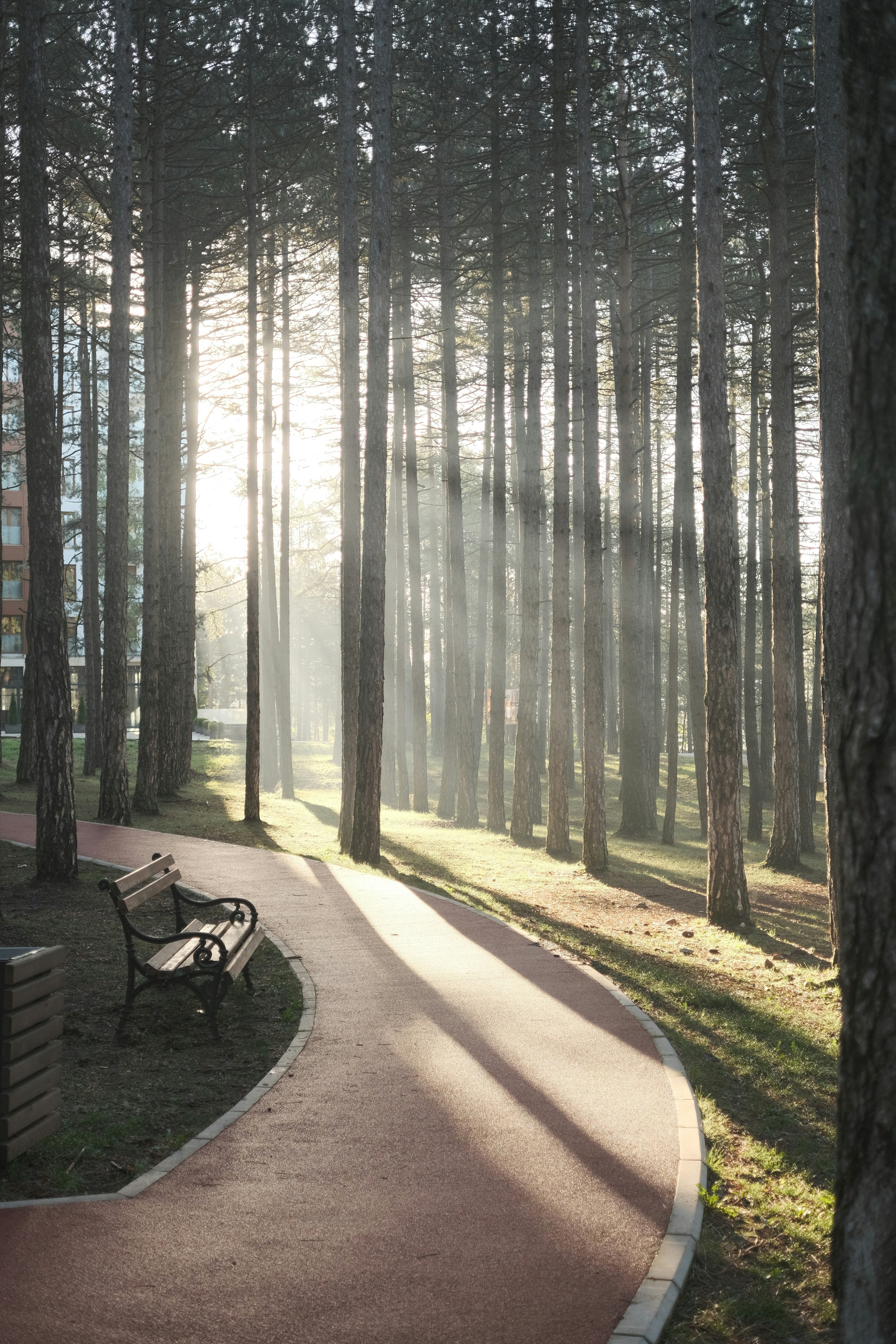 Morning Light Filters Through Tall Pines Along a Serpentine Park Path