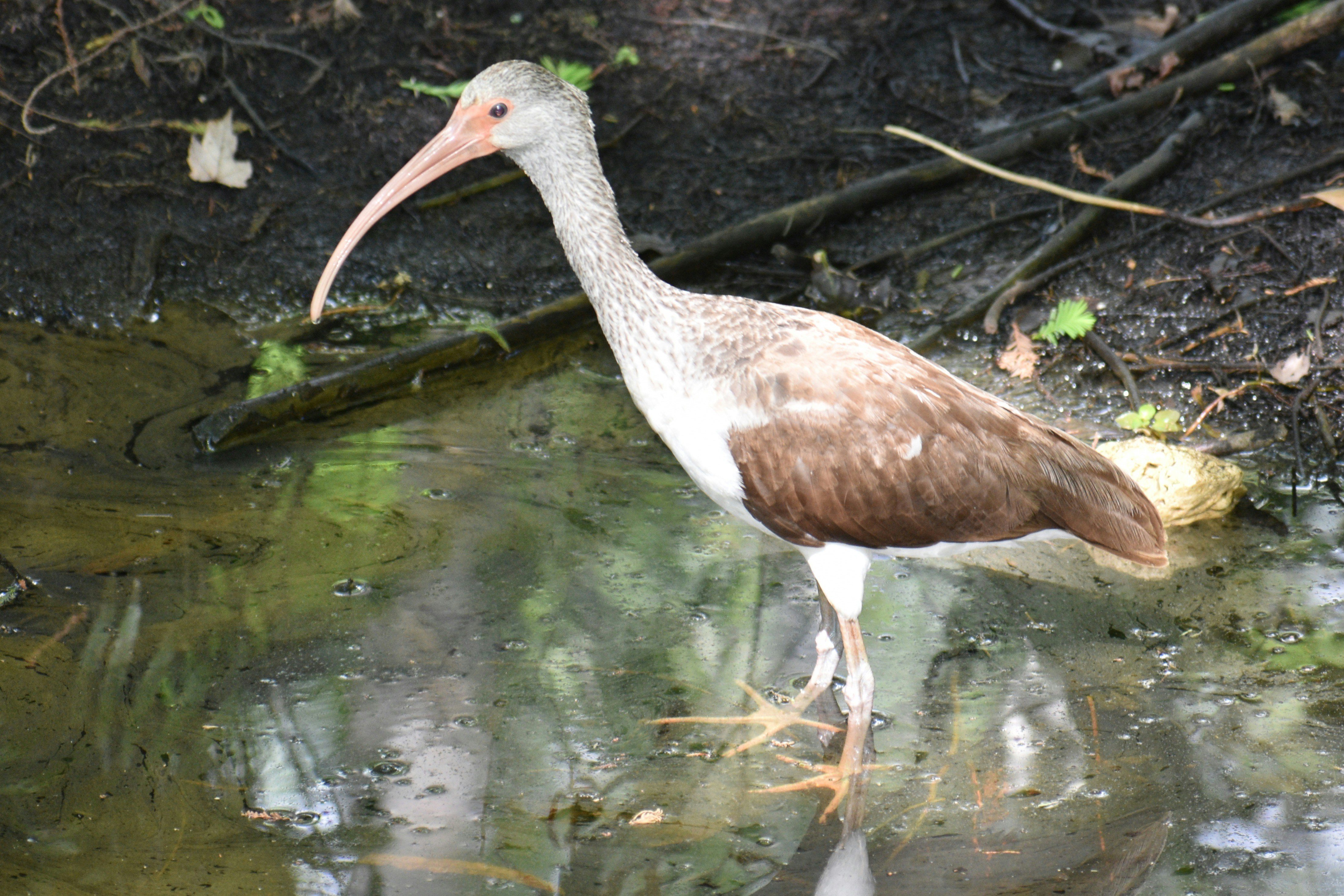 White ibis wading through a shallow, sun-dappled stream surrounded by dark foliage.