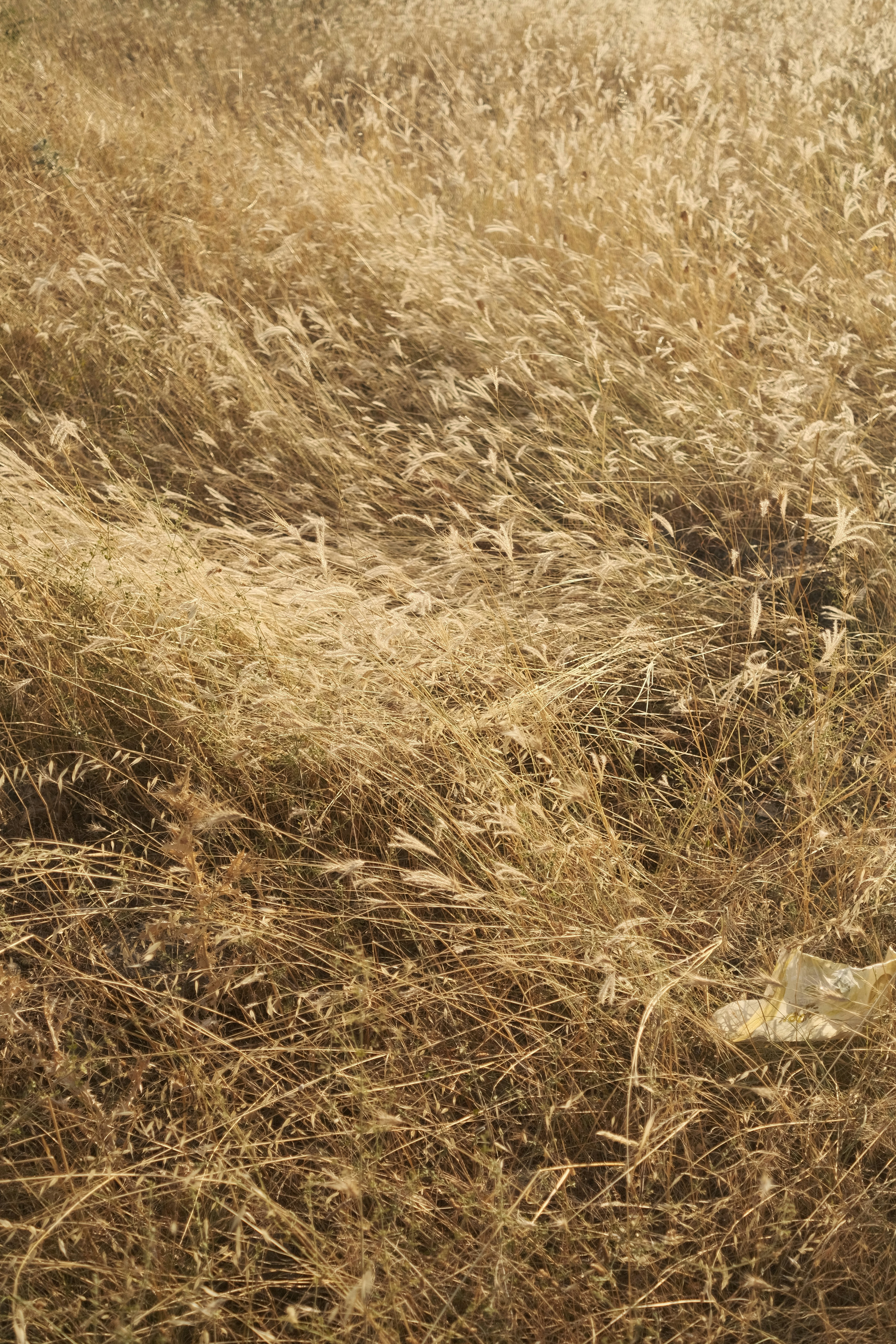 Dry, brown grass field blowing in the wind. photo – Free Texture Image ...