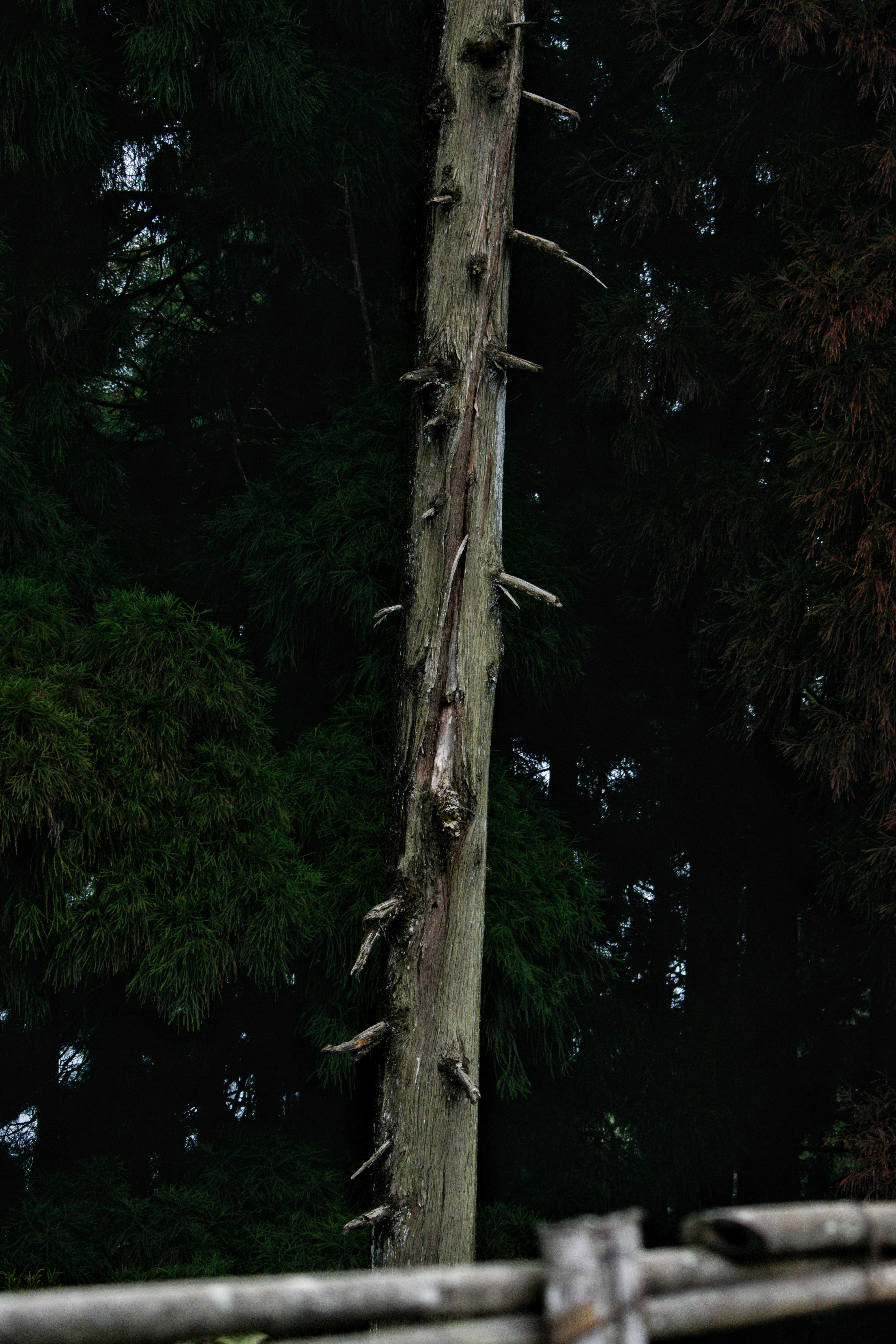 The Weathered Spine: A Lone Trunk Framing a Shadowed Forest