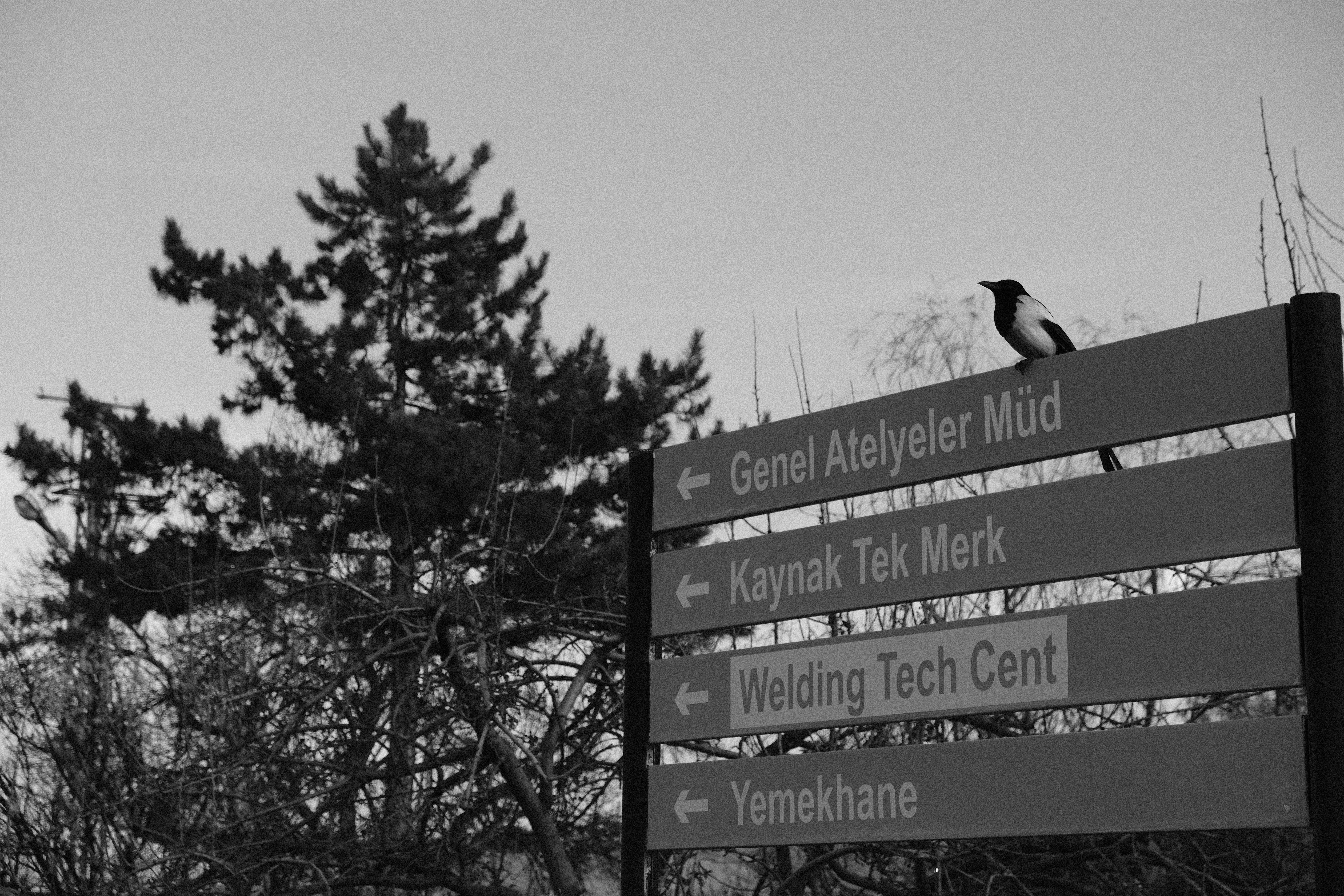 Perched on Signpost: A solitary bird over a tangle of arrows