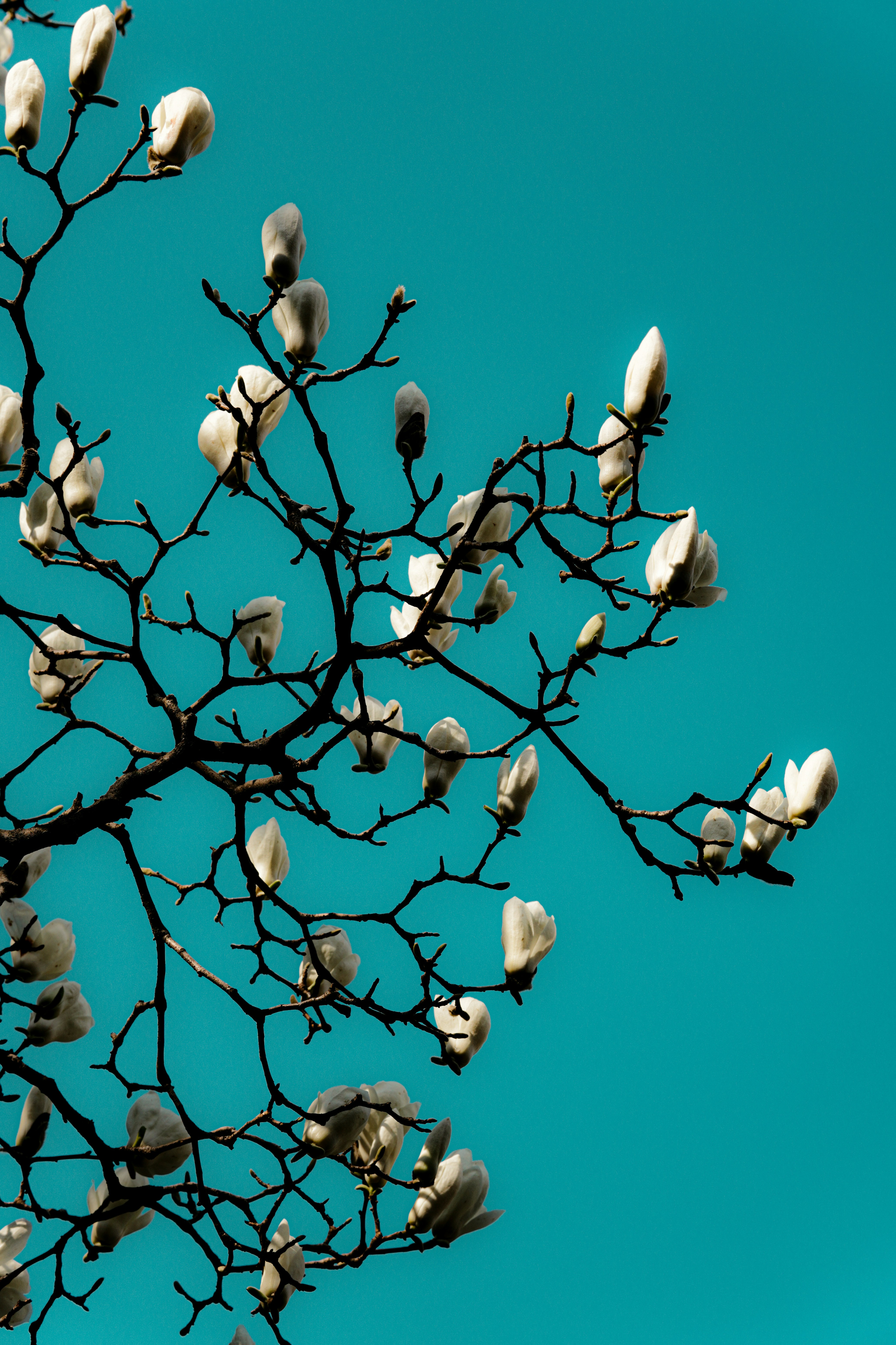Teal Sky Magnolia Buds: A Quiet Branch Portrait