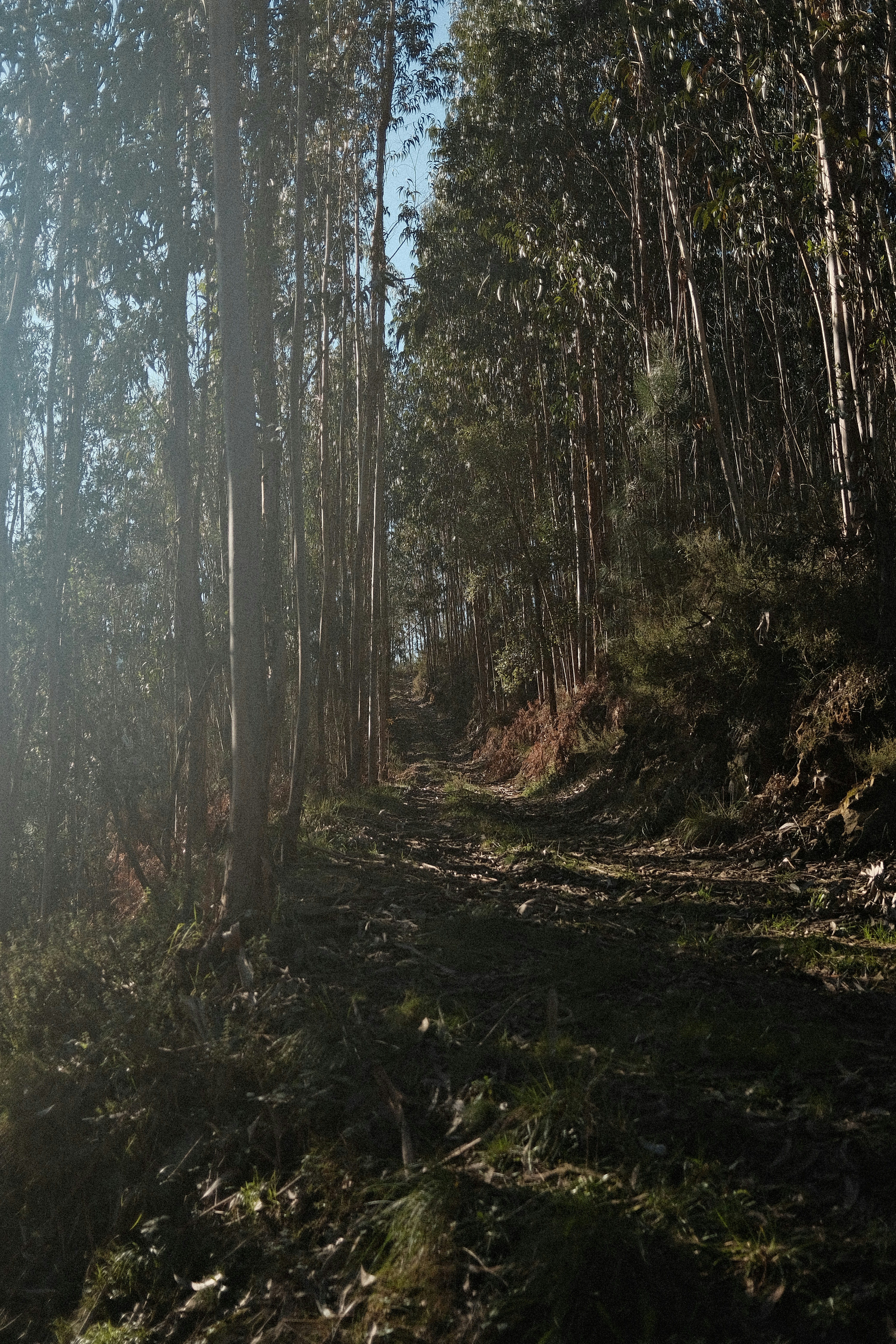 Un chemin à travers une forêt haute et ombragée. photo – Image gratuite ...