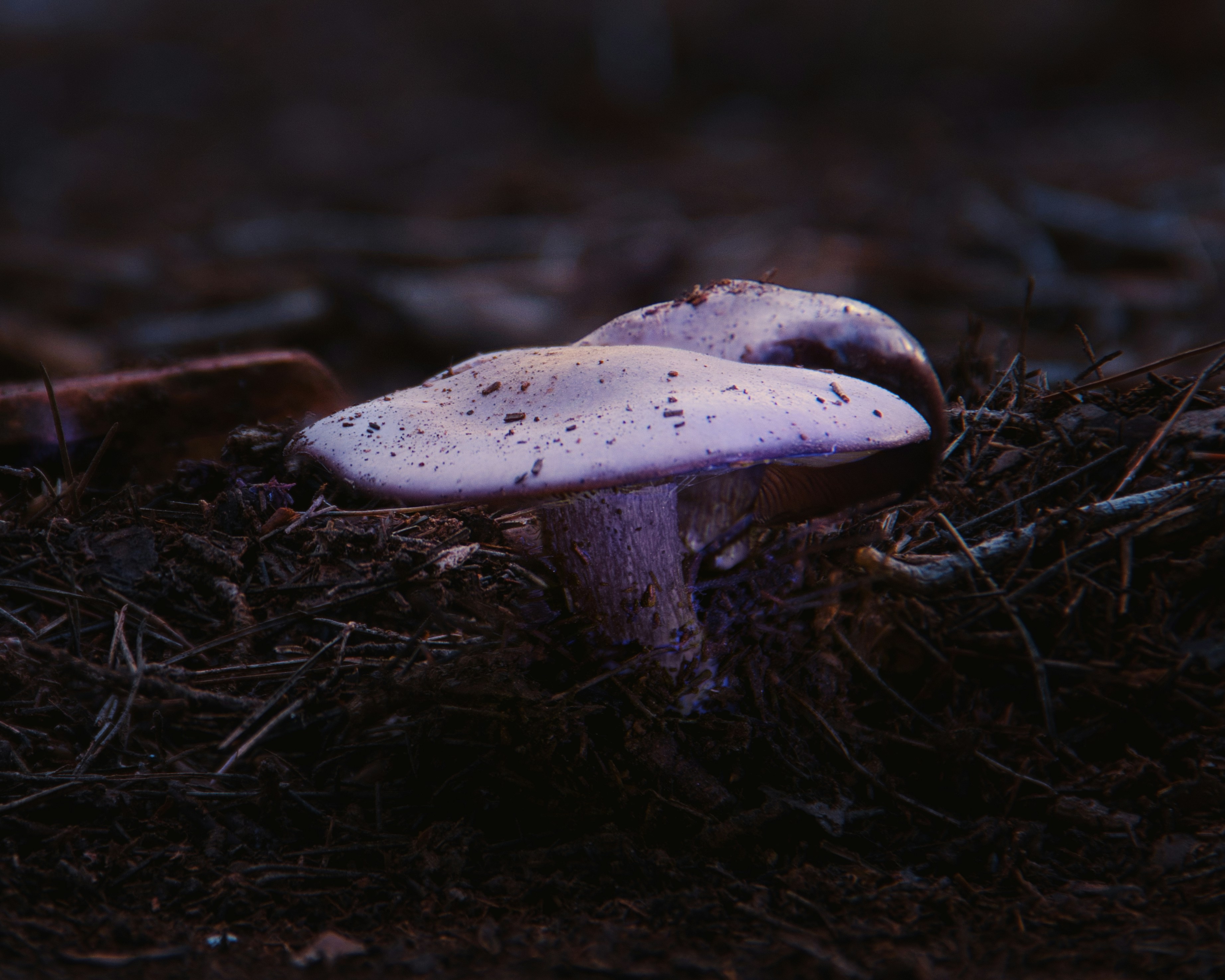 Whispers of the Forest Floor
