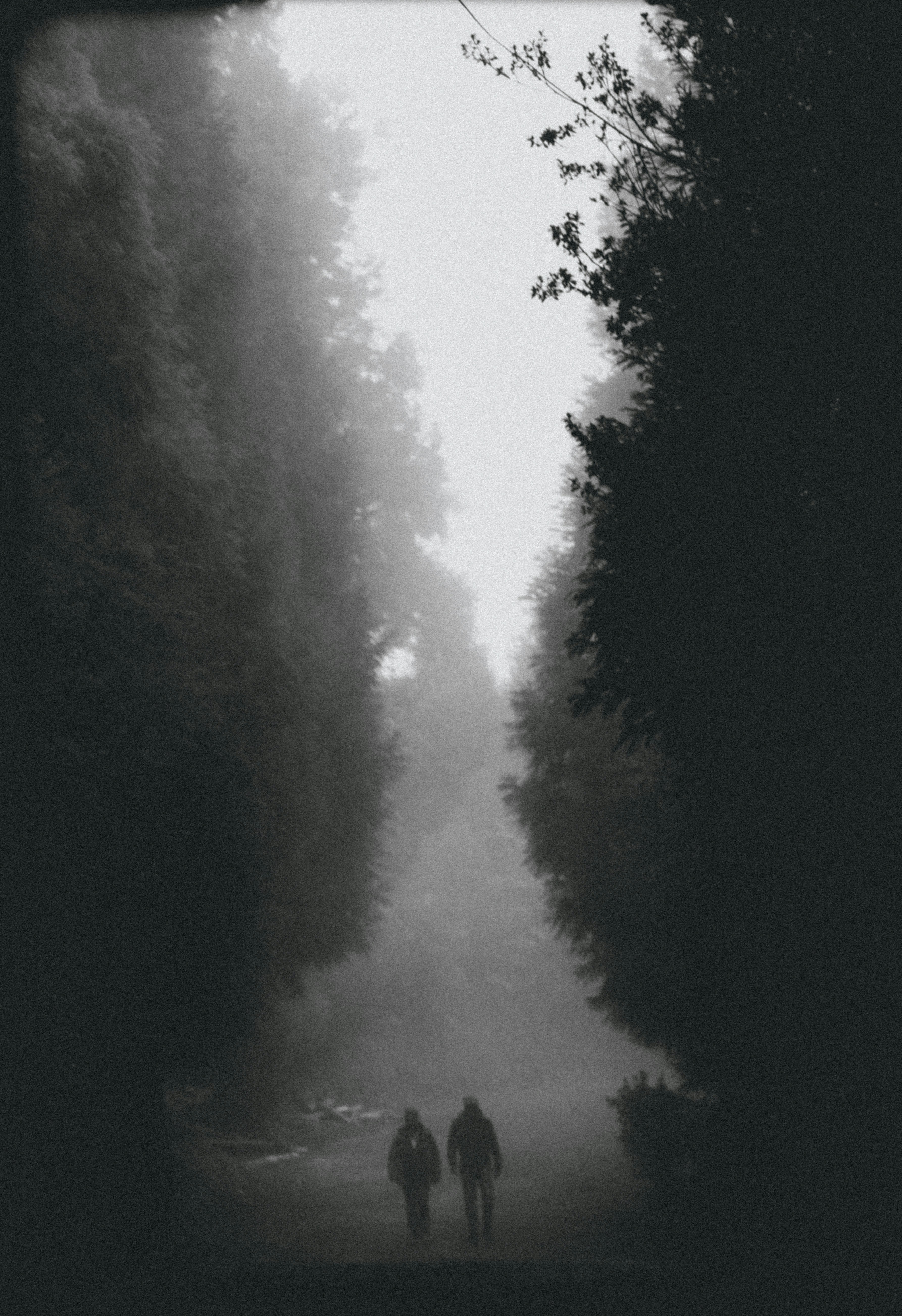 Two figures walking through a misty forest pathway, framed by dark silhouettes of trees. The atmosphere evokes a sense of mystery and solitude.
