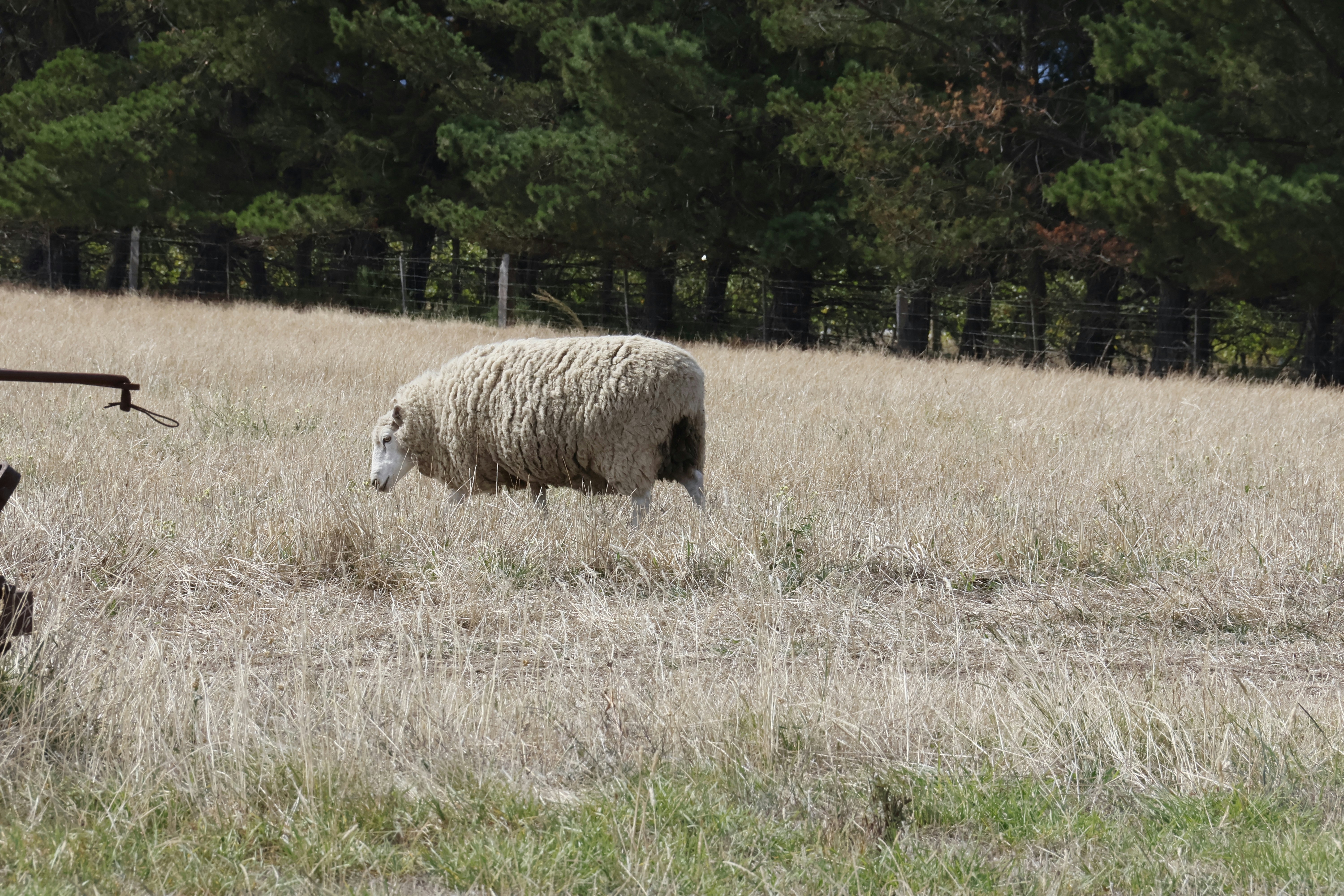 A sheep foraging in a sunlit field, surrounded by tall grass and trees in the background.