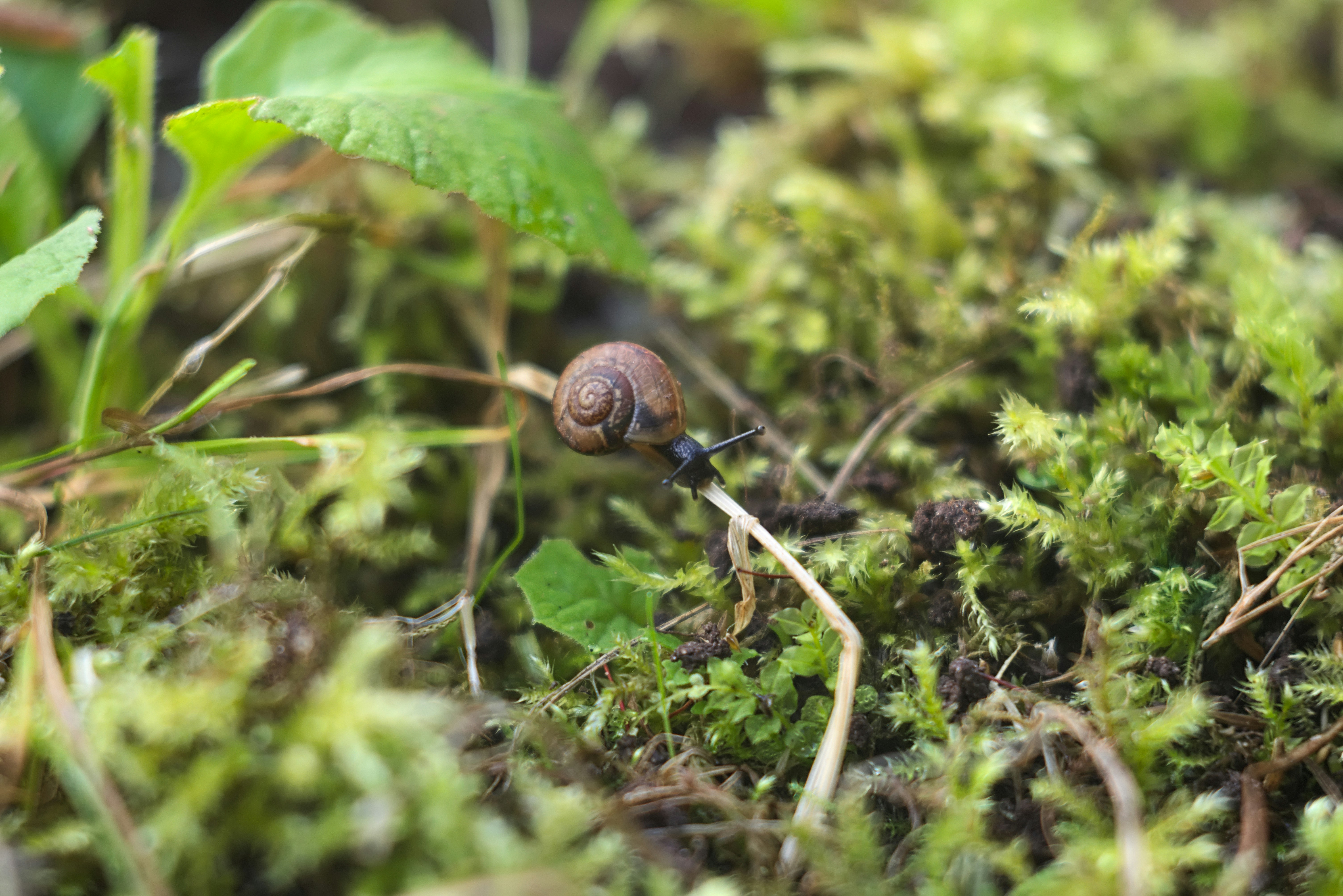 Little snail crawl in grass.
