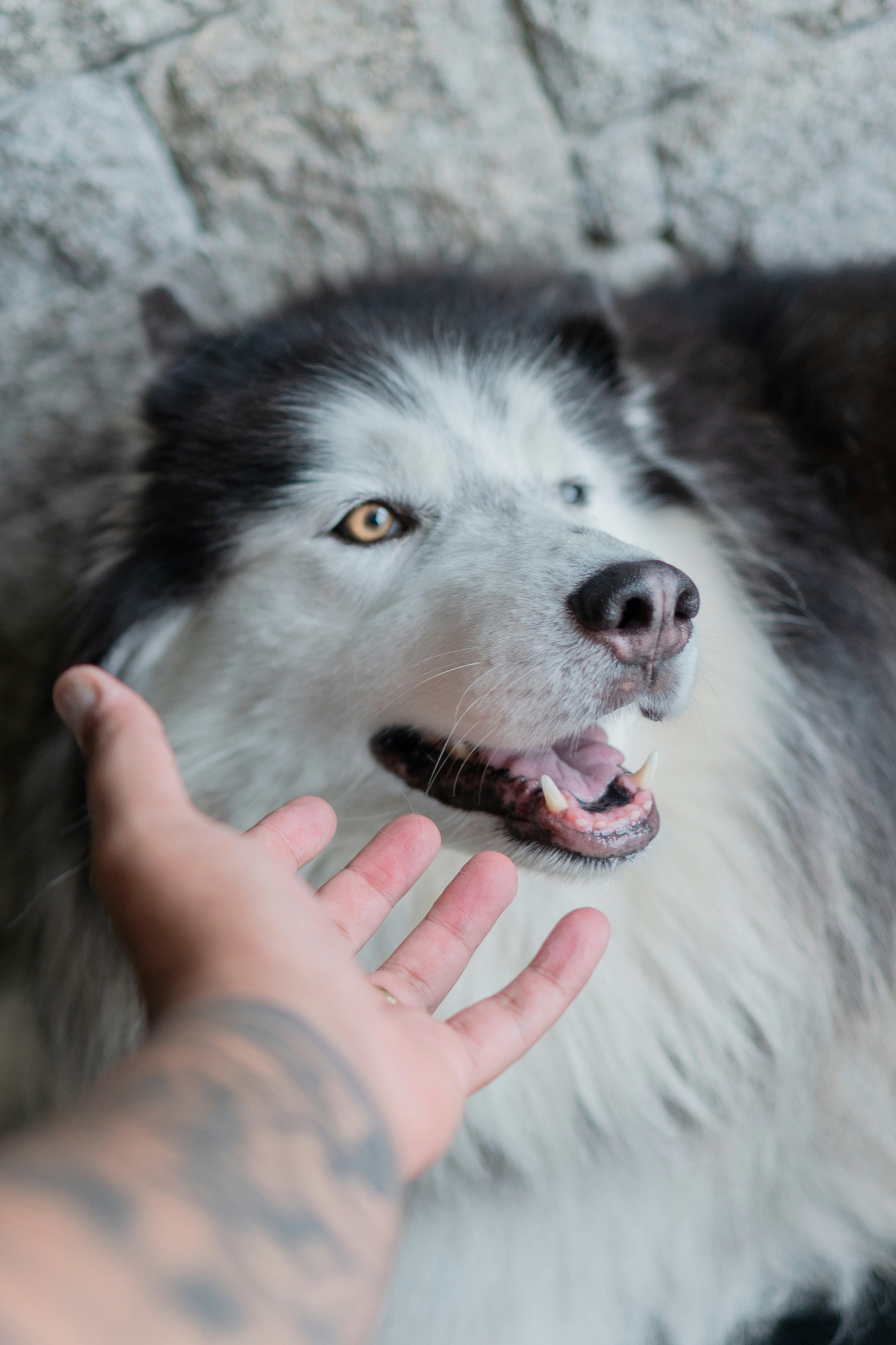 A hand is approaching a friendly dog. photo – Free Human Image on Unsplash
