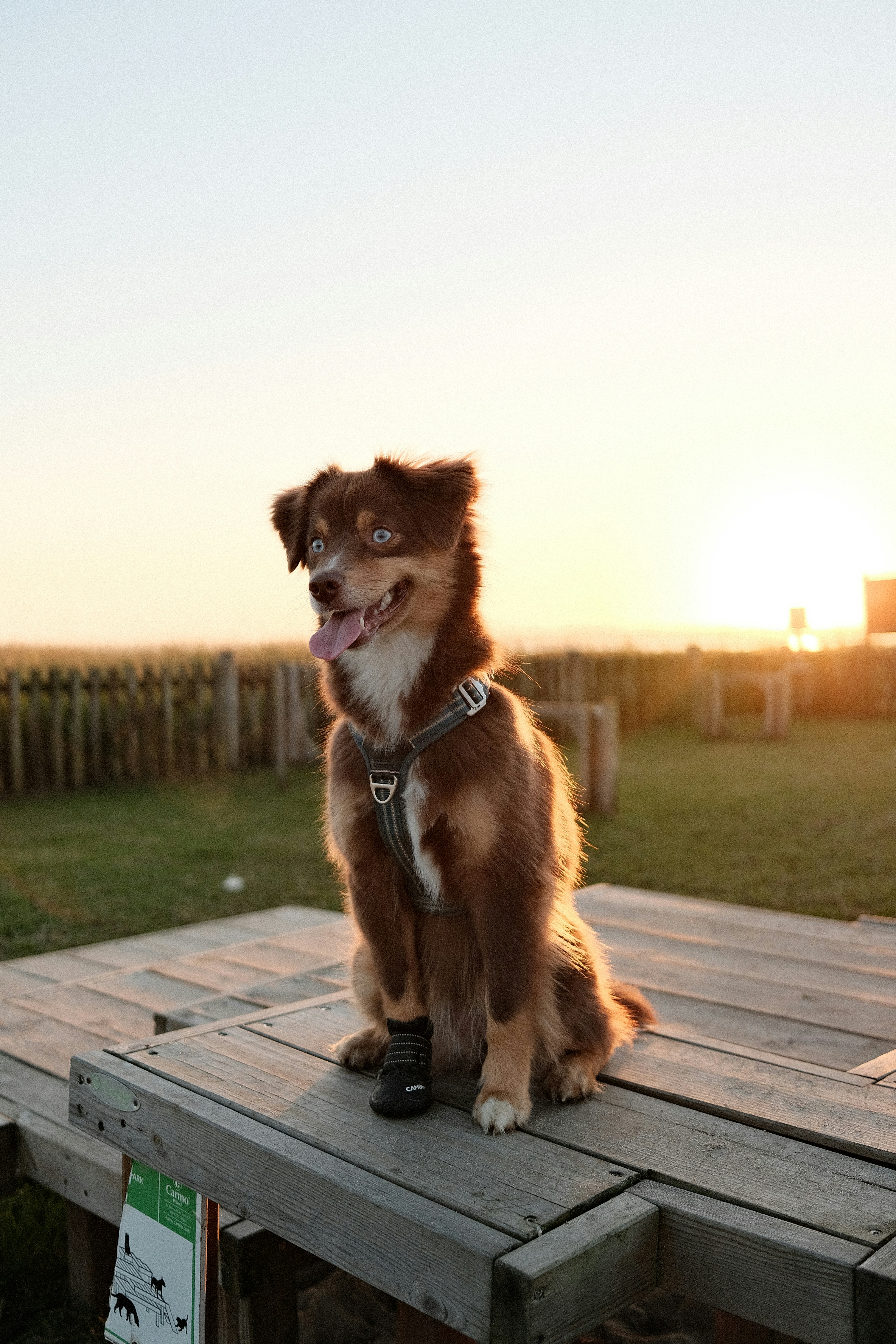 Blue-Eyed Pup at Golden Hour on a Weathered Deck